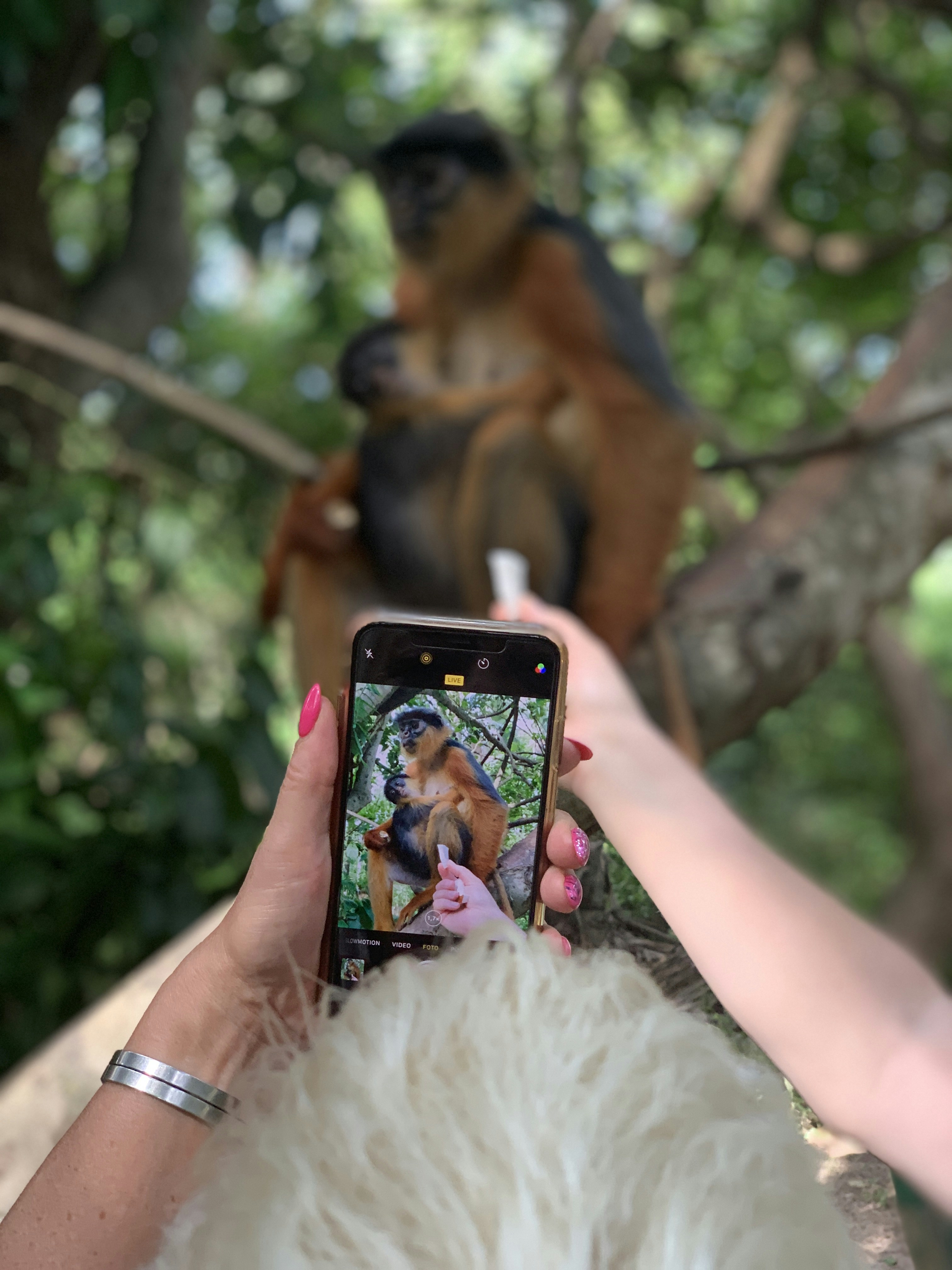 Window to the Canopy: Orangutans Framed by a Handheld Screen