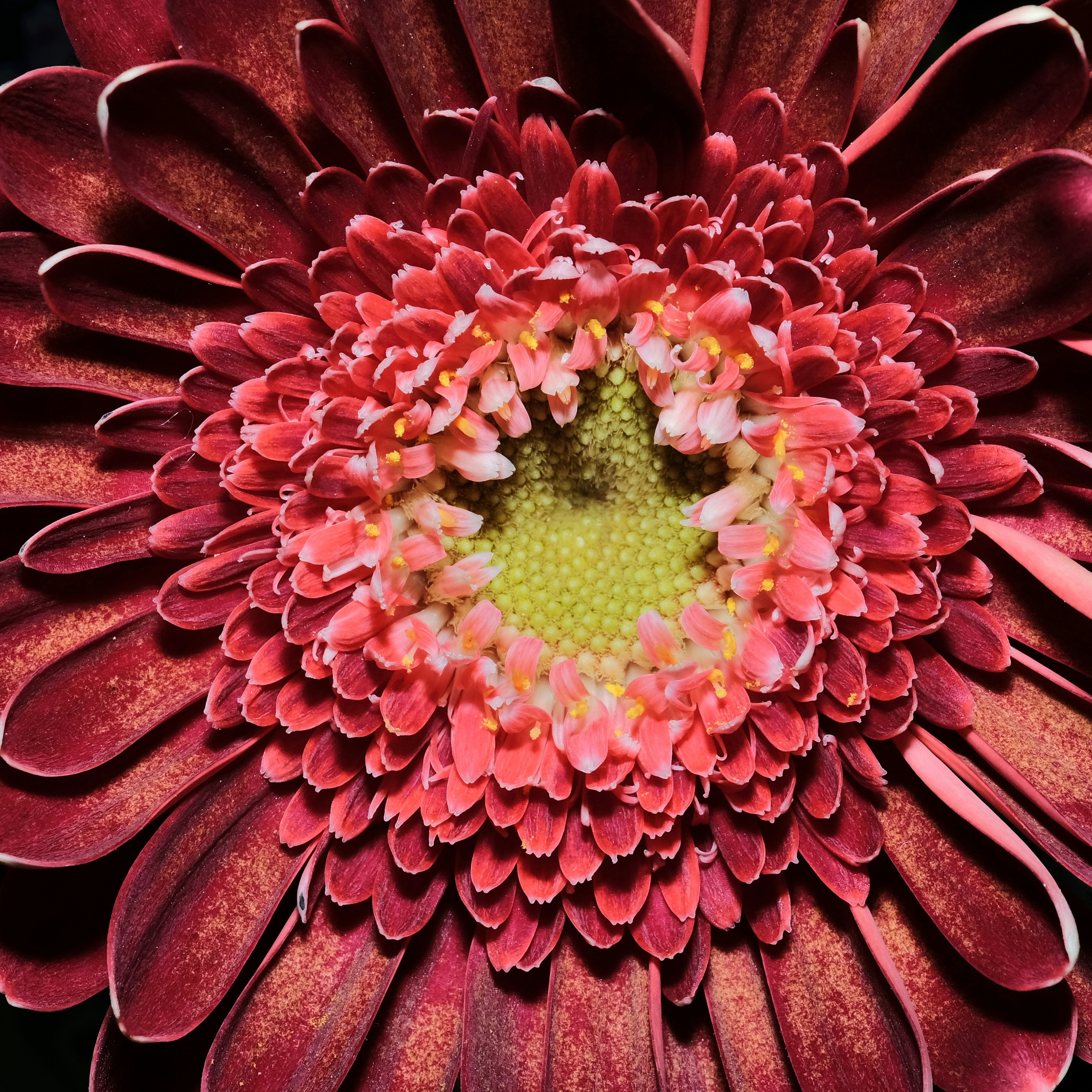 Crimson Bloom: A Macro Portrait of a Red Daisy Center