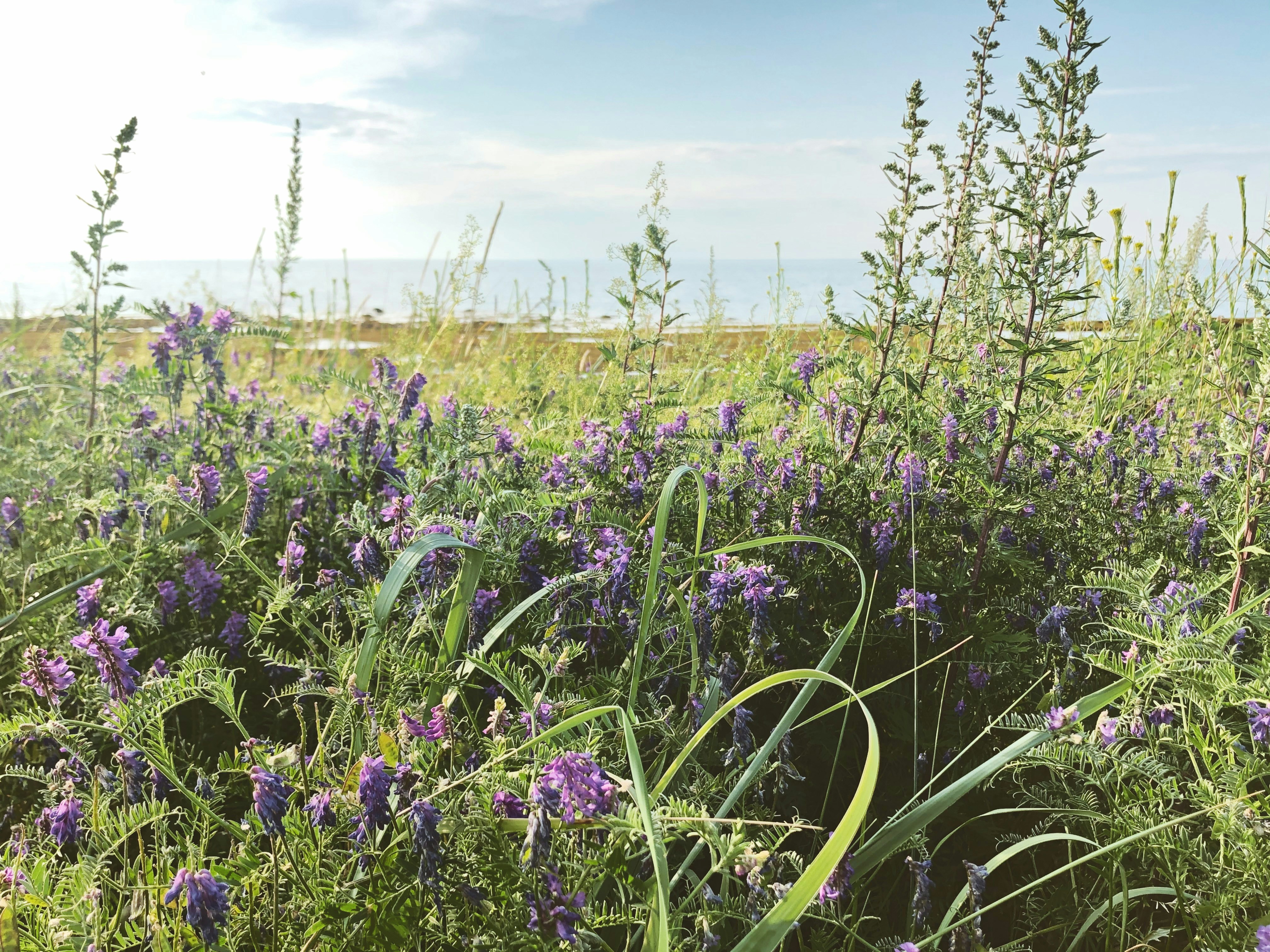Wild Blooms by the Water's Edge