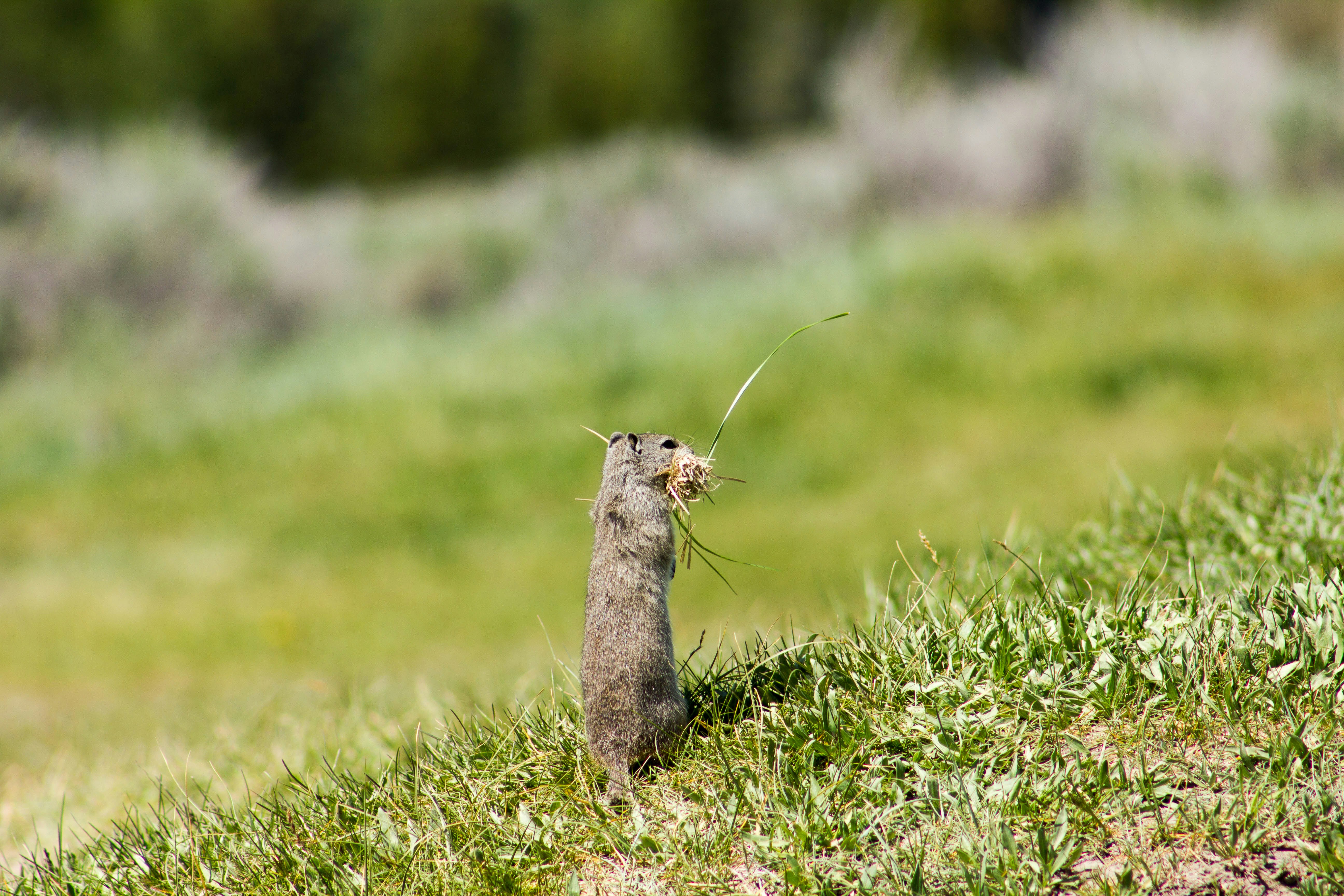 30,000+ Small Animal Pictures | Download Free Images on Unsplash