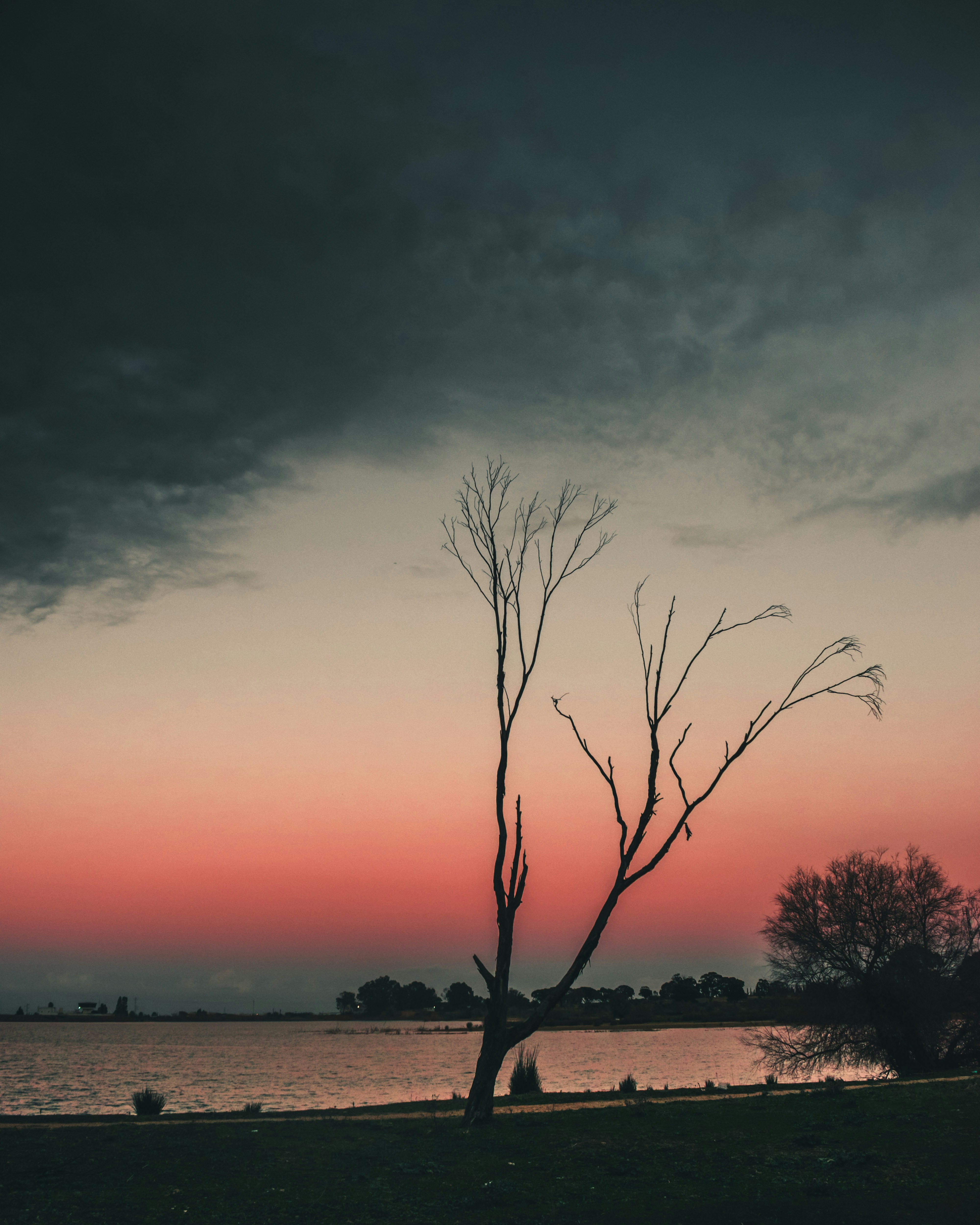 Leafless tree near body of water during sunset photo – Free Grey Image ...