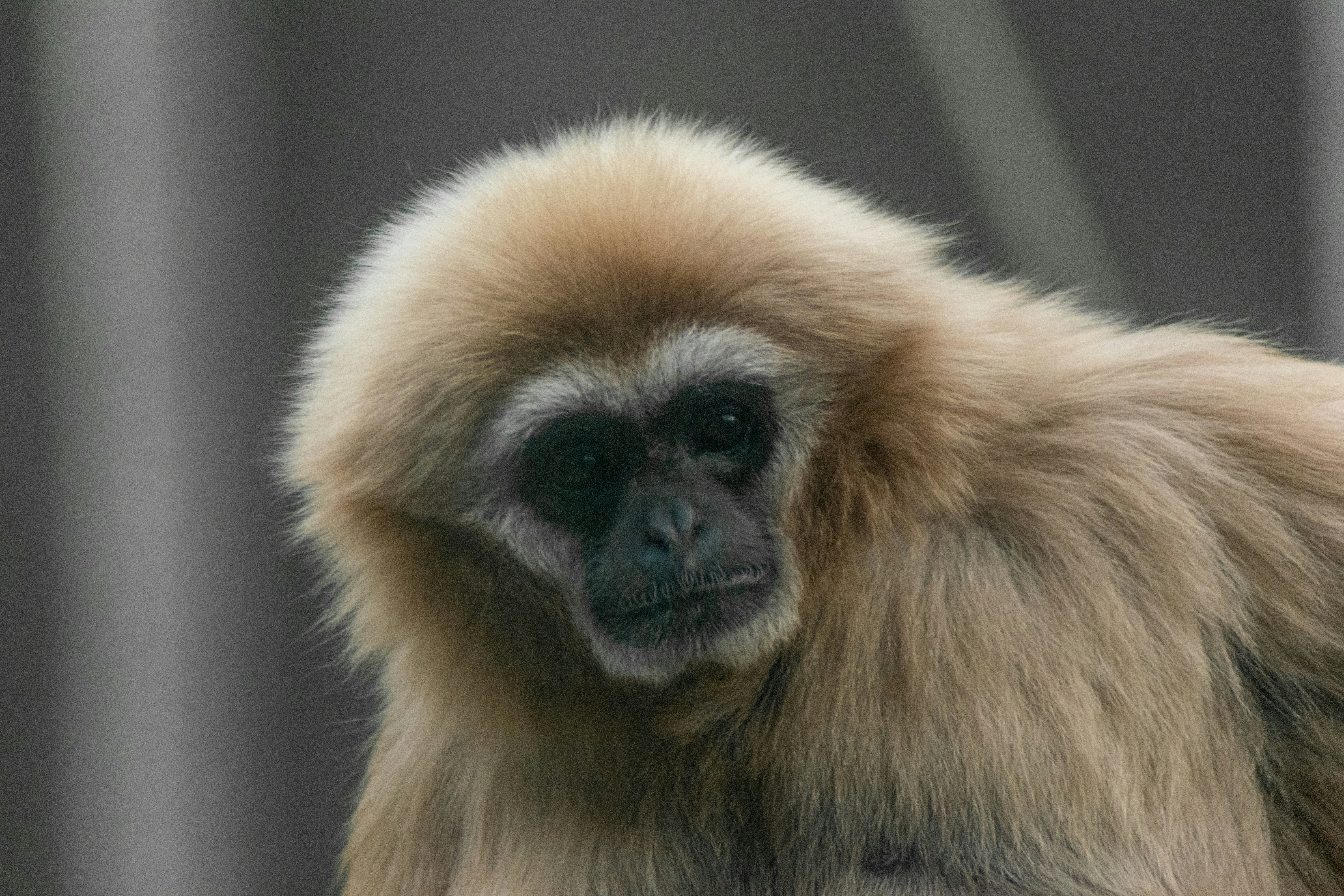 Brown monkey in close up photography photo – Free Chester zoo Image on ...