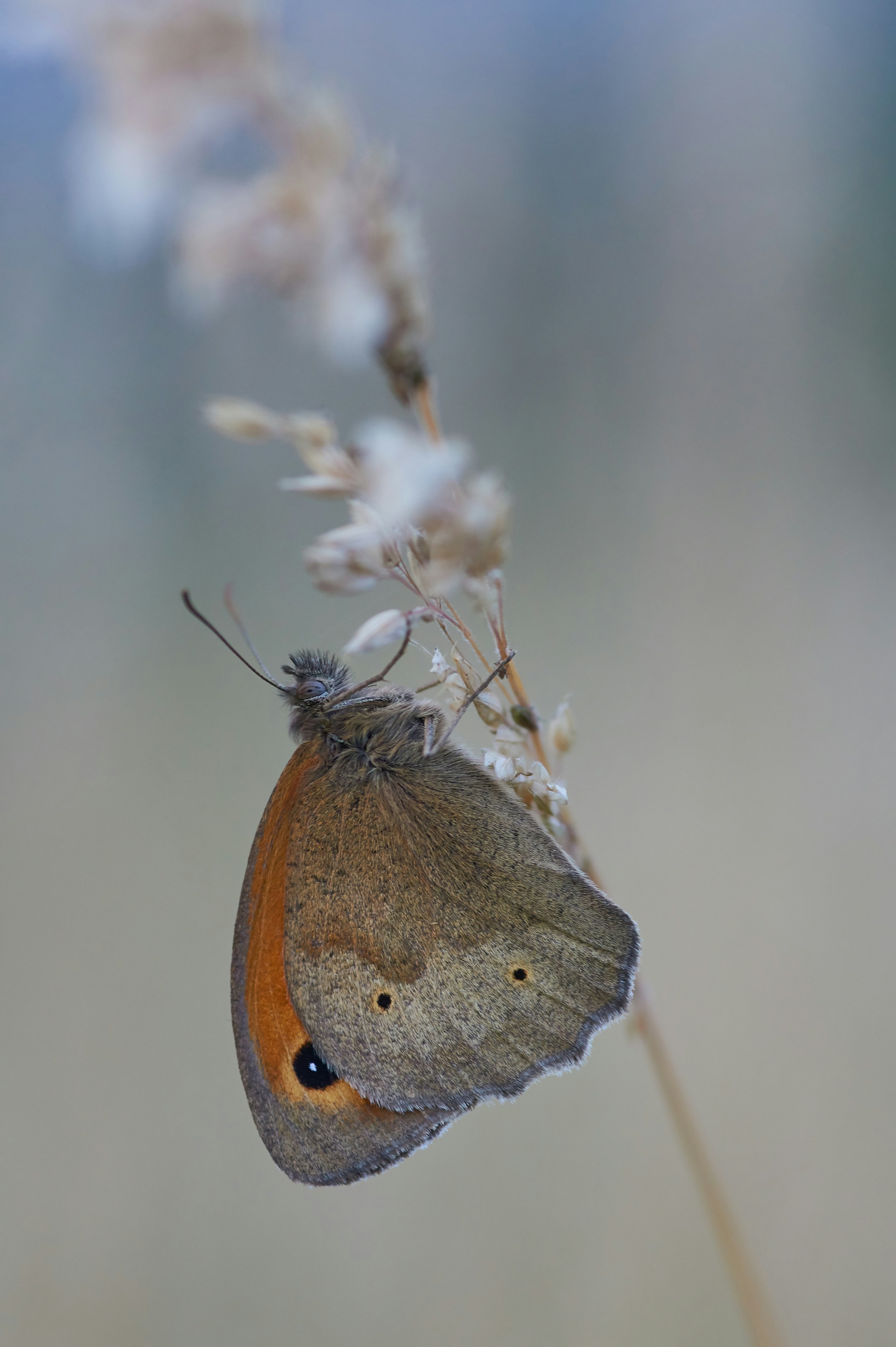 A butterfly delicately perched on a slender stem, showcasing its intricate wing patterns against a softly blurred background.