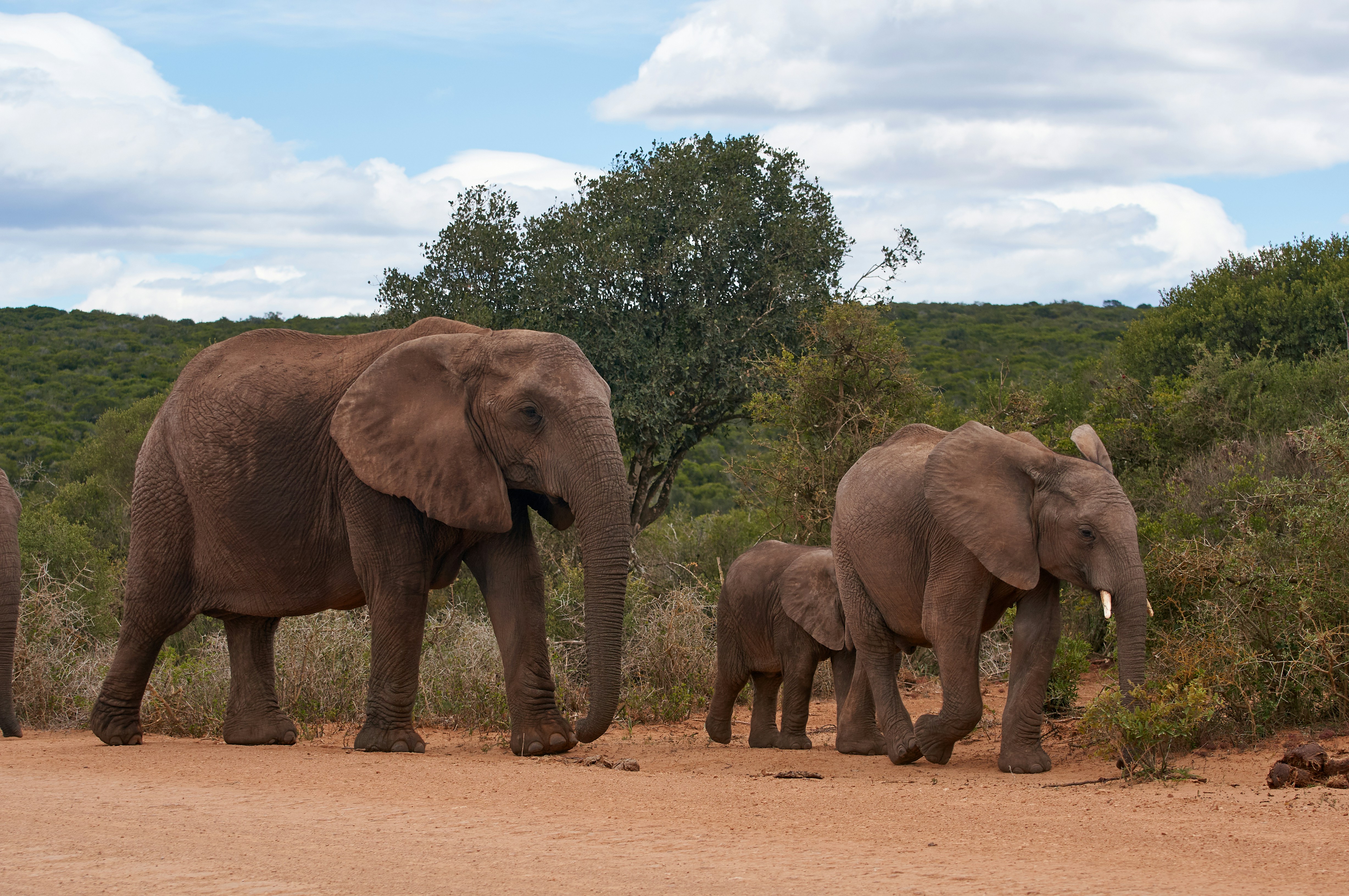 Two brown elephants walking on brown dirt road during daytime photo ...