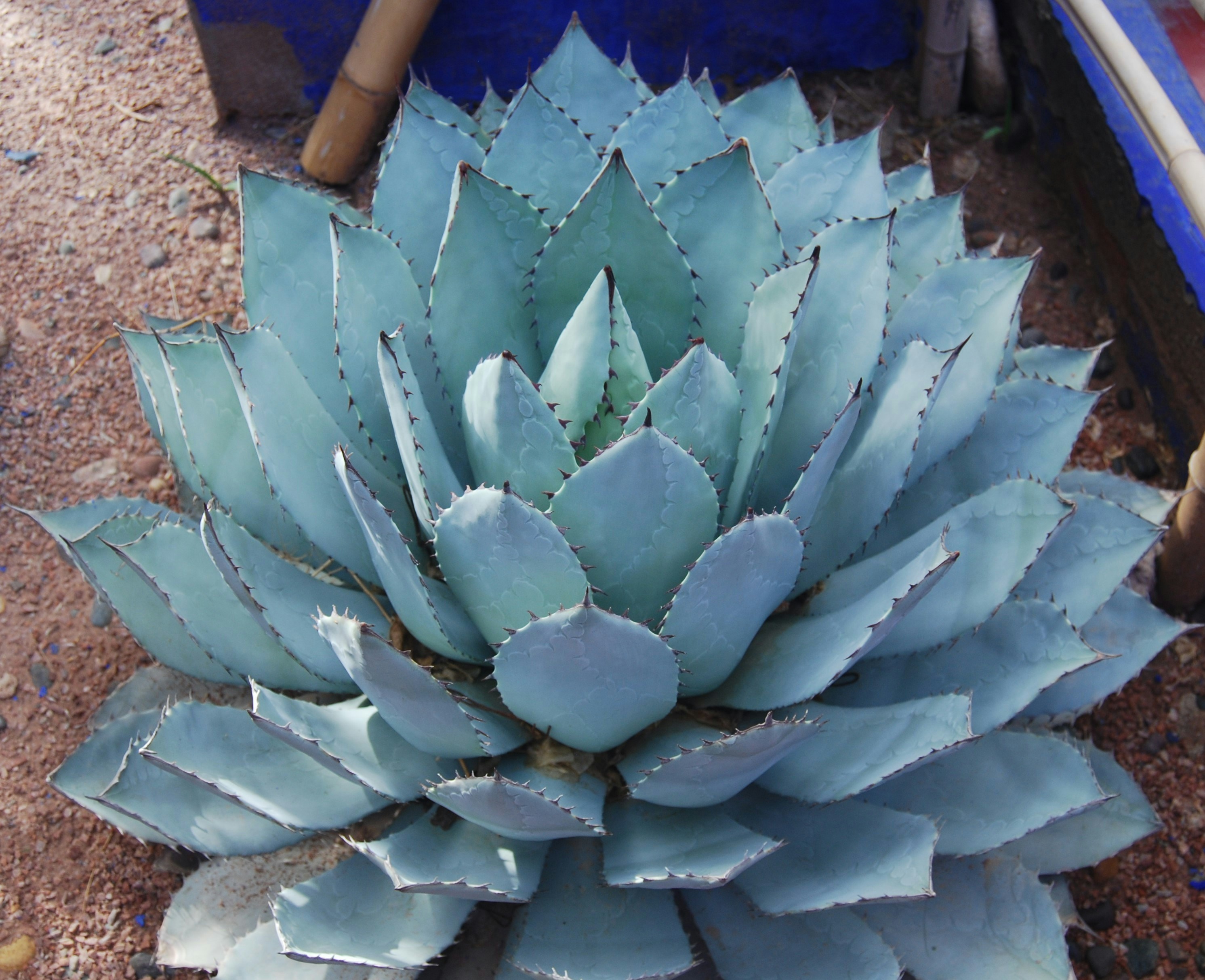 Agave Plants and Natural Syrup: Exploring Their Dual Role in Nutrition ...