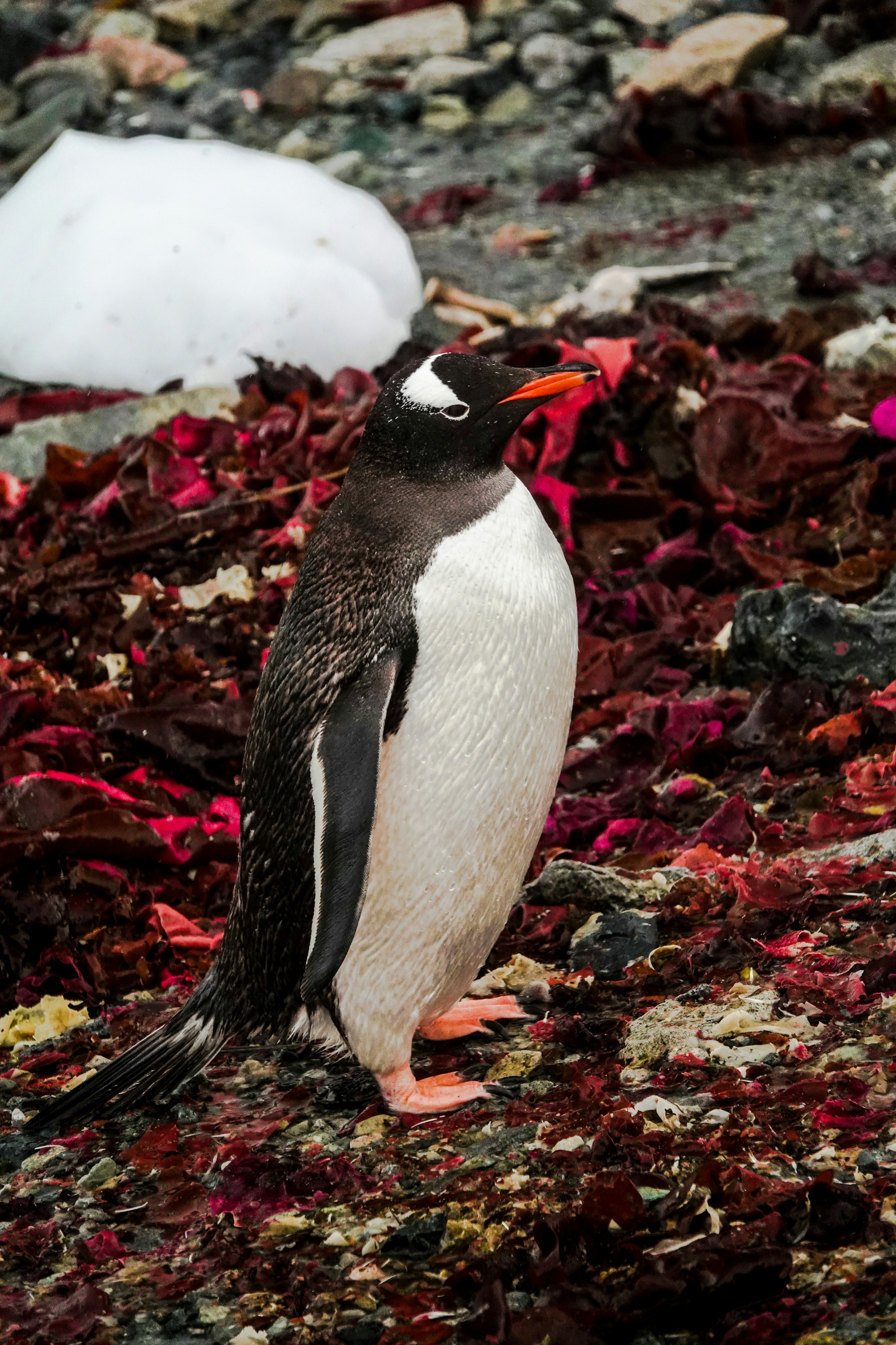 Photograph of a chinstrap penguin standing upright on a rocky shore covered with deep red seaweed and ice fragments. The vivid backdrop highlights the bird's black-and-white plumage against a colorful, textured foreground.