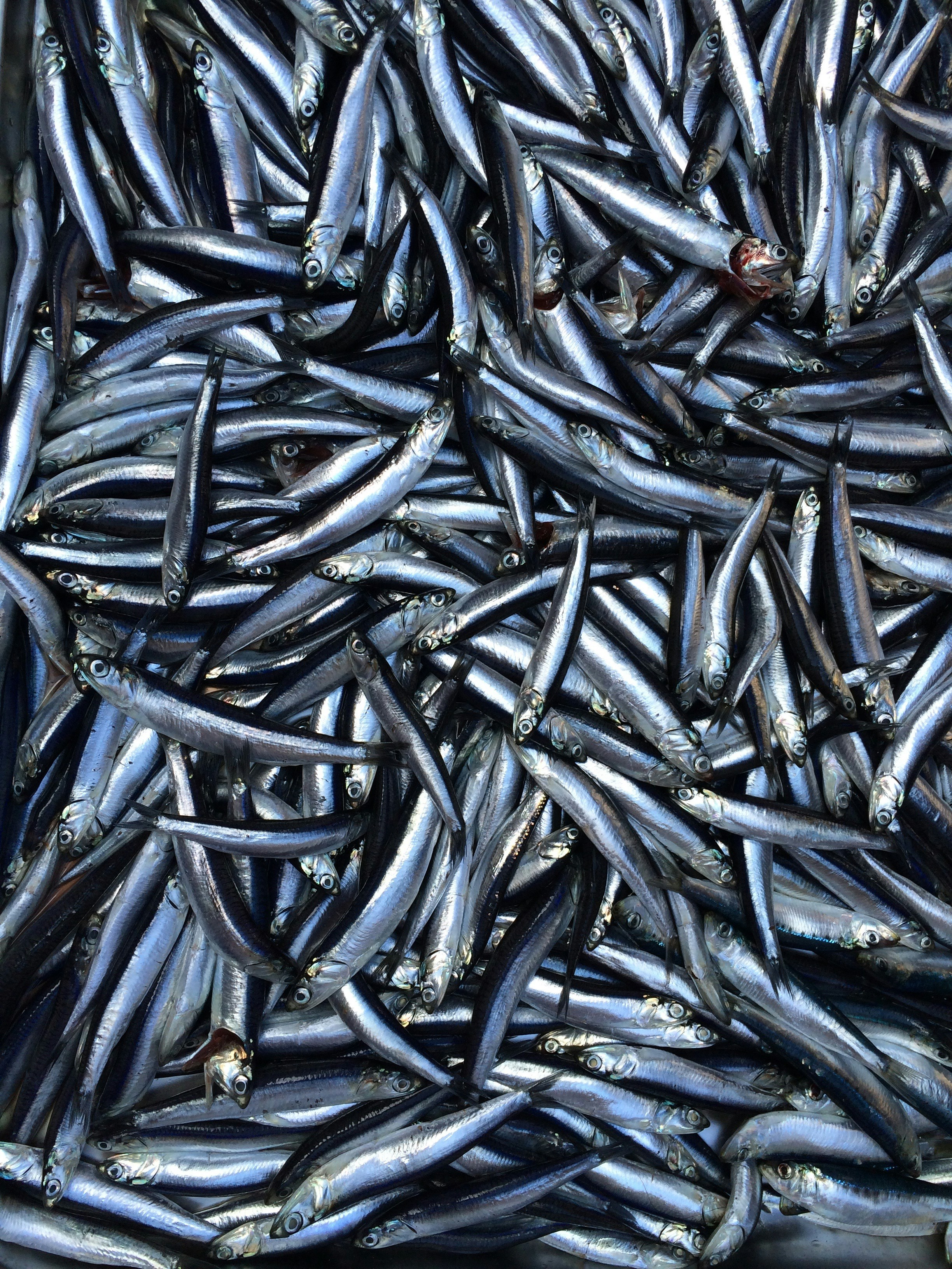 A dense arrangement of shimmering anchovies, showcasing their sleek bodies and reflective scales against a contrasting backdrop.
