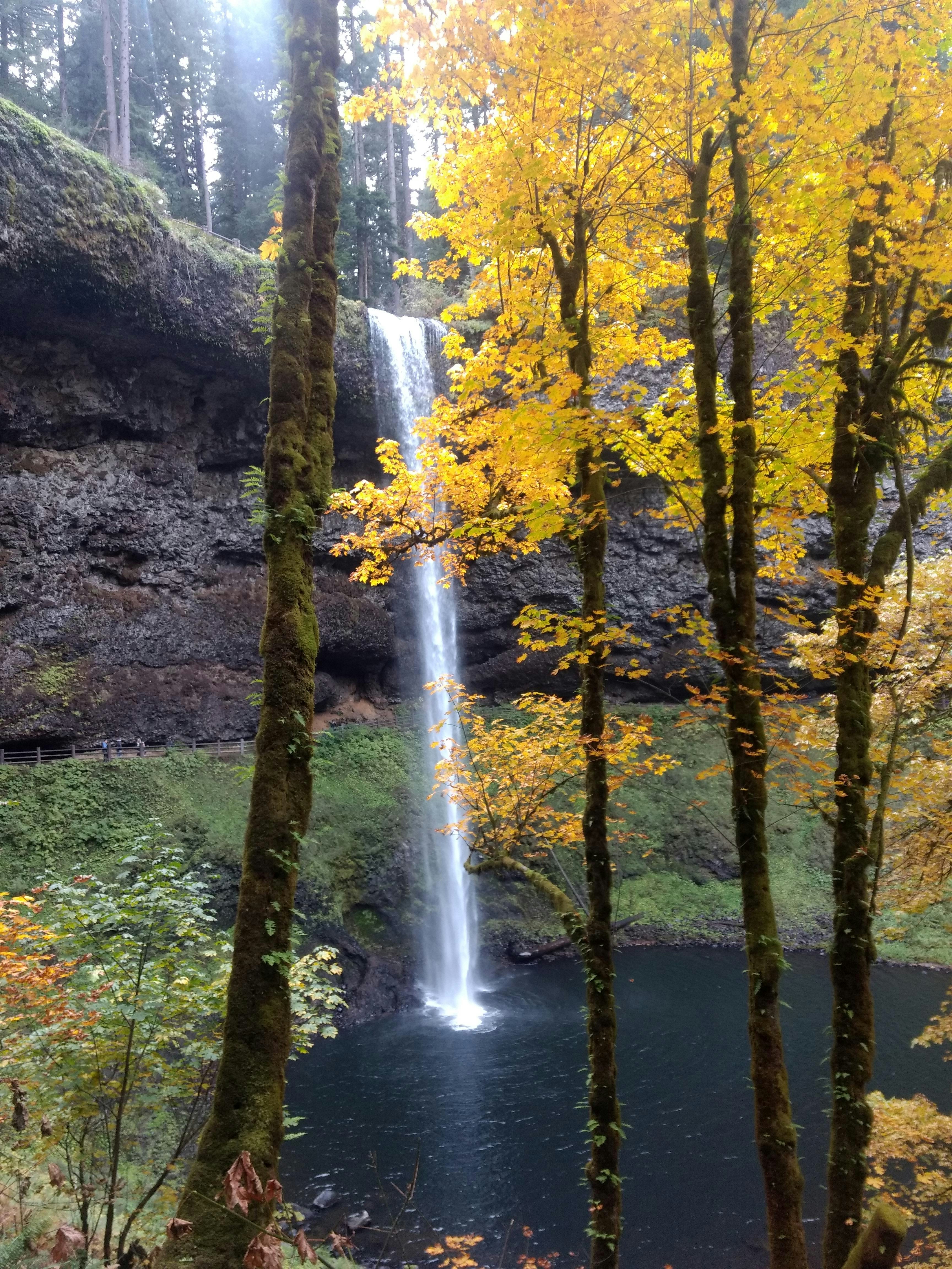 A forest waterfall framed by mossy trunks and bright autumn leaves, cascading into a dark pool.
