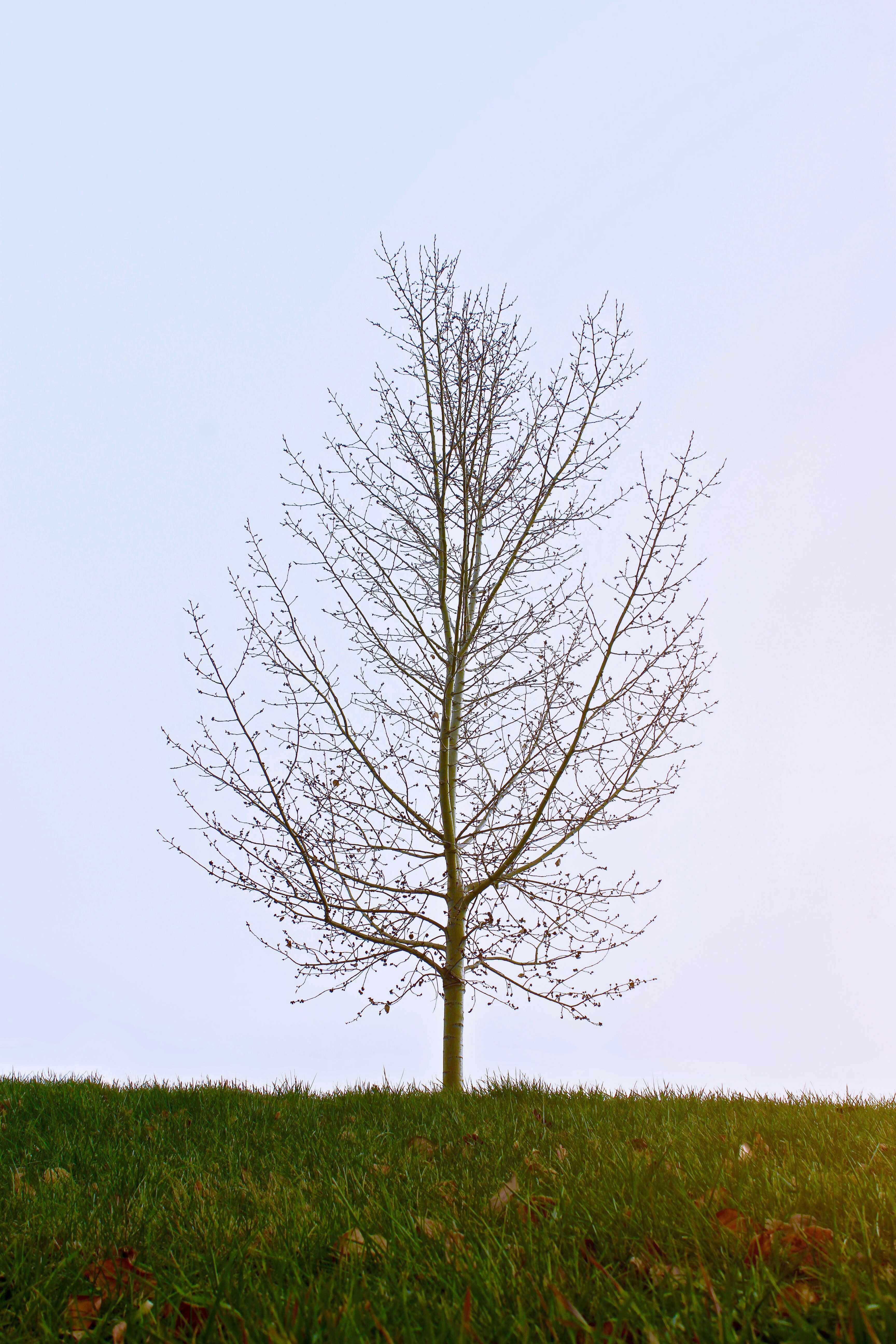 Bare tree standing tall against a soft pastel sky, surrounded by a grassy field. The simplicity highlights the stark beauty of nature in transition.
