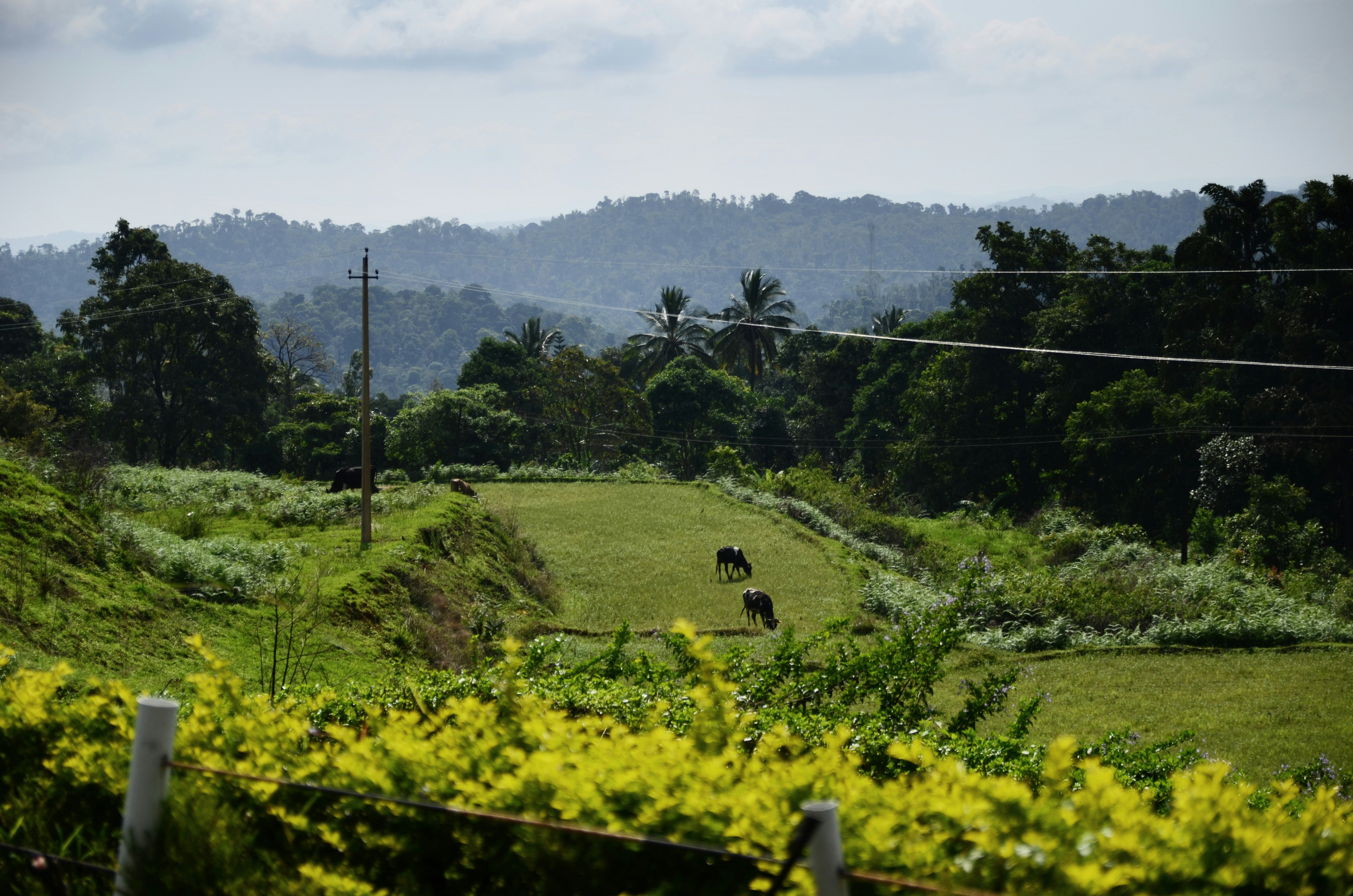 Two Cows Grazing in a Sunlit Pasture Framed by Yellow Blooms and Distant Hills