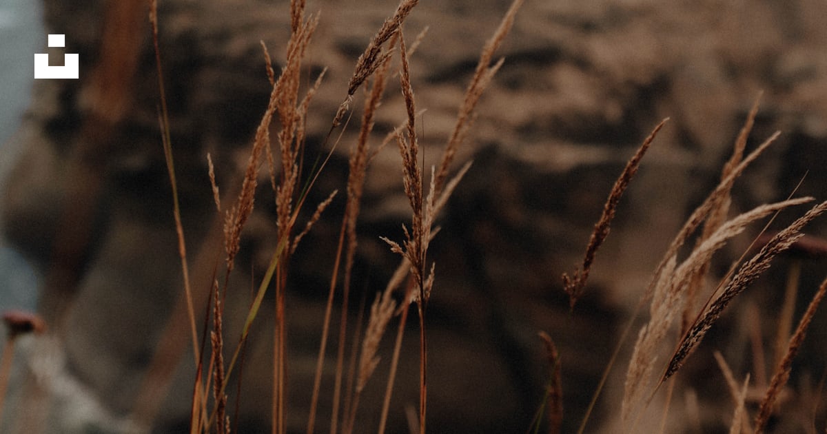 Brown Grass Near Body Of Water During Daytime Photo Free Nature Image