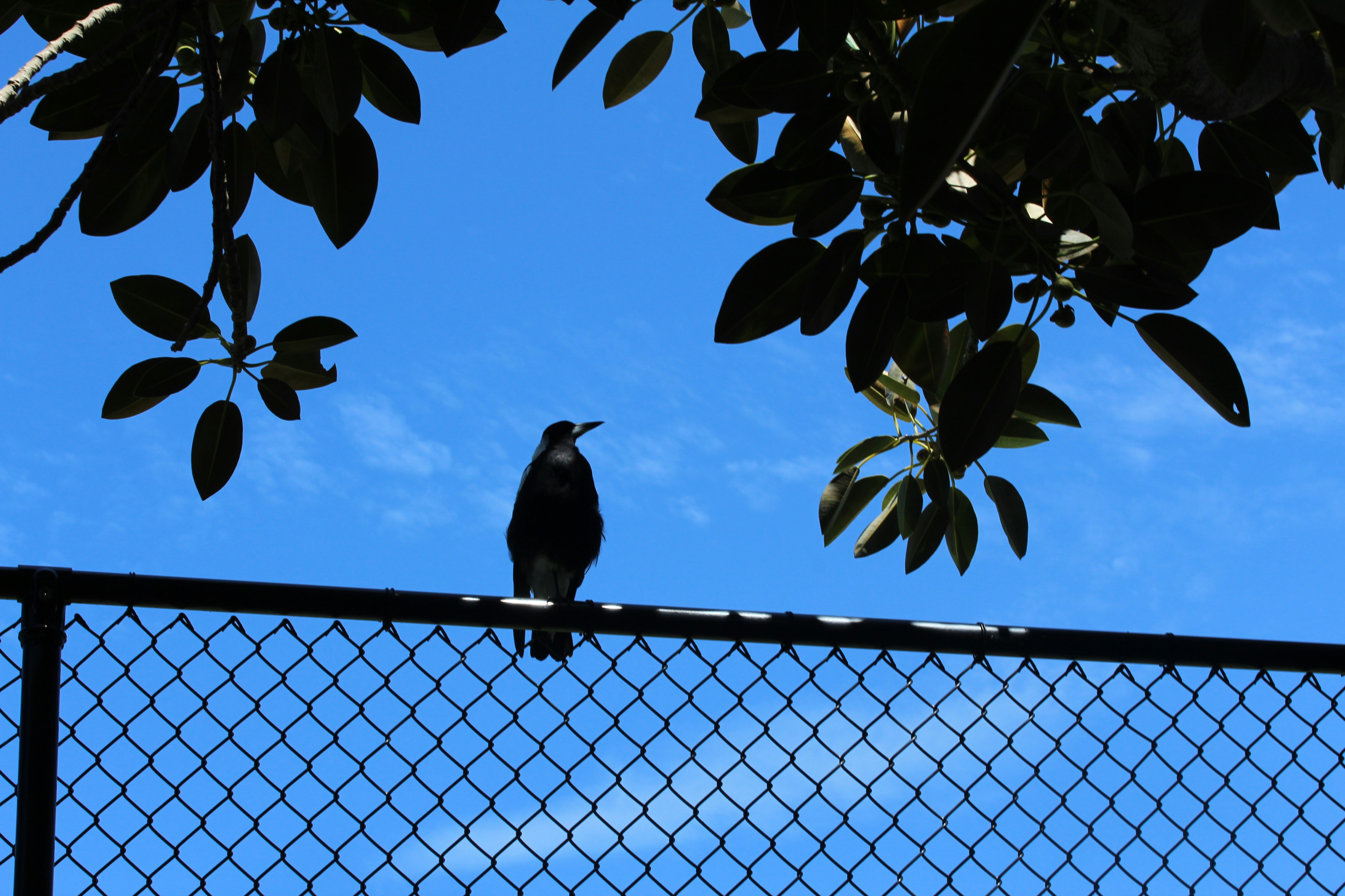 A black bird perched on a chain-link fence, silhouetted against a clear blue sky with scattered clouds.