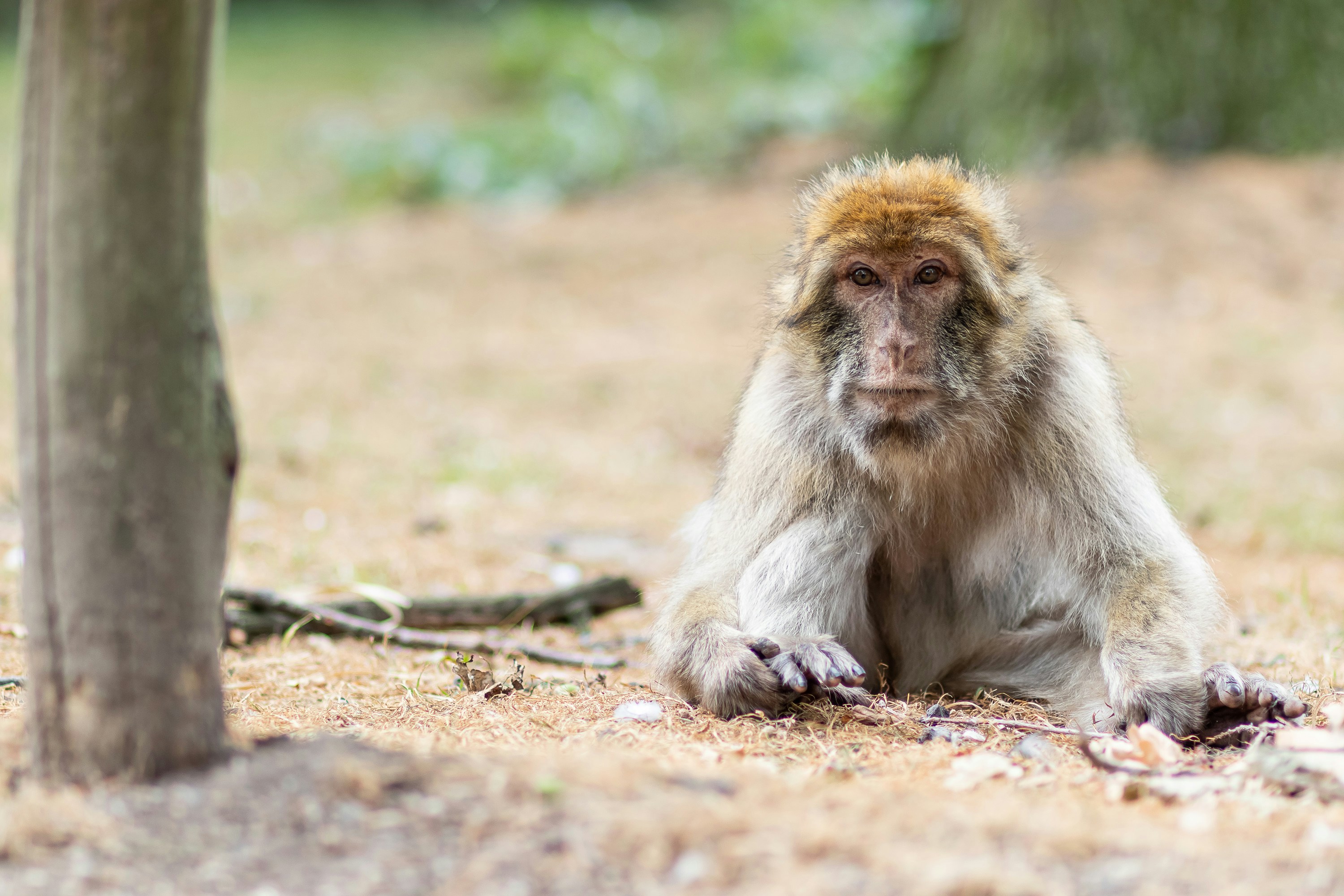 Barbary macaque resting on the forest floor with soft focus background.