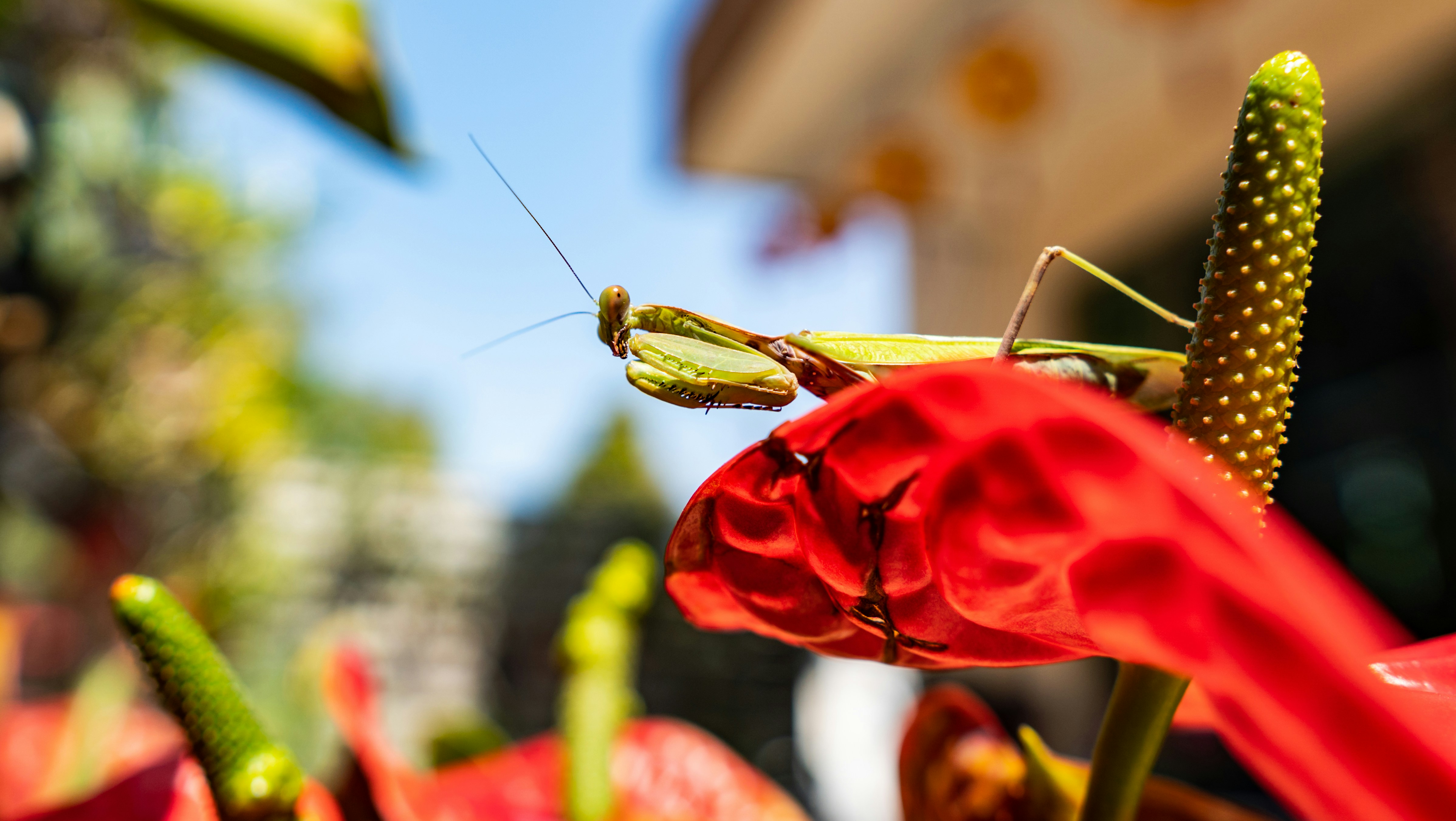Mantid on Crimson Bloom: A Micro Moment of Focus