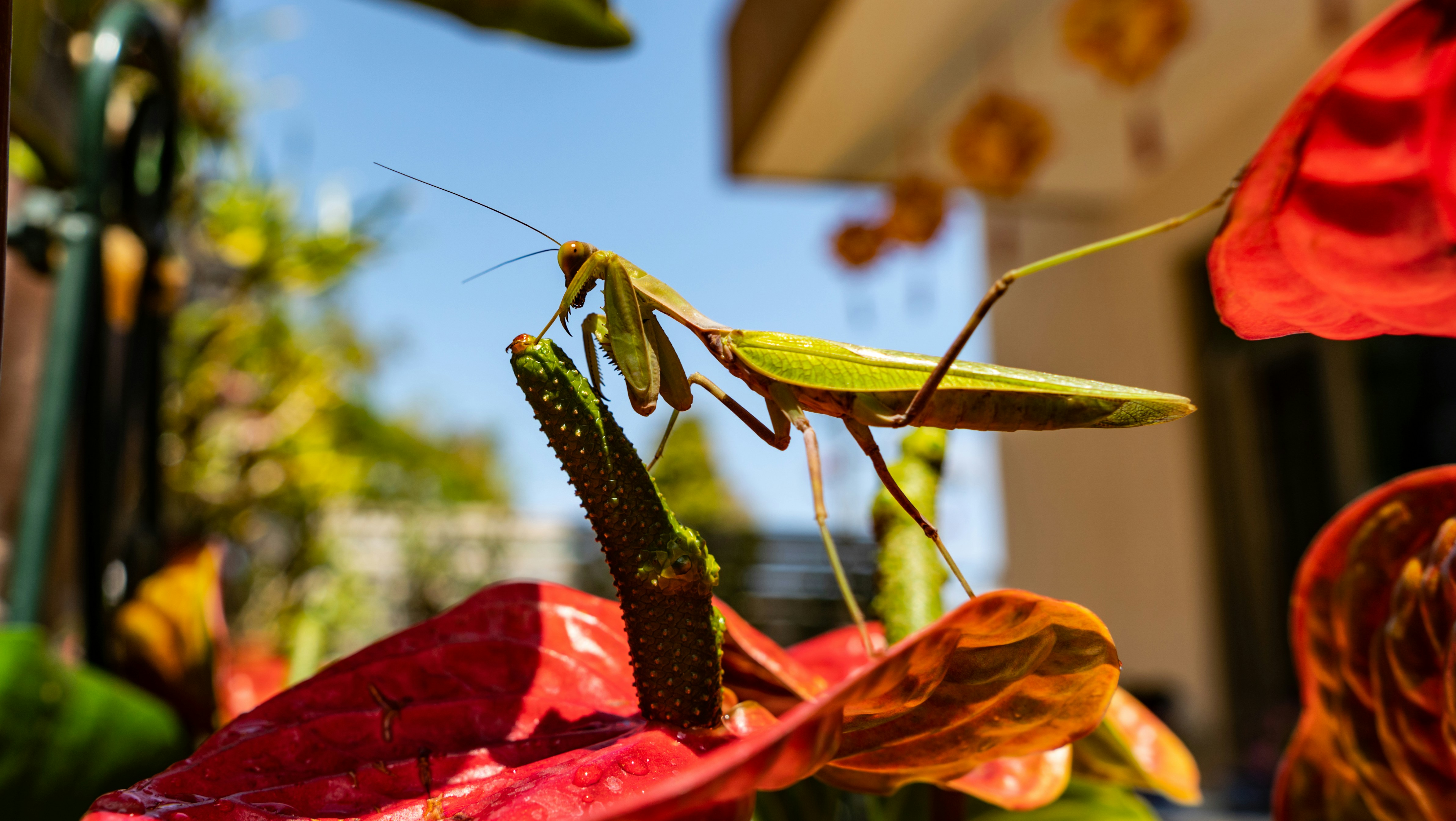 Praying Mantis on Autumn Leaves Under Urban Sunlight