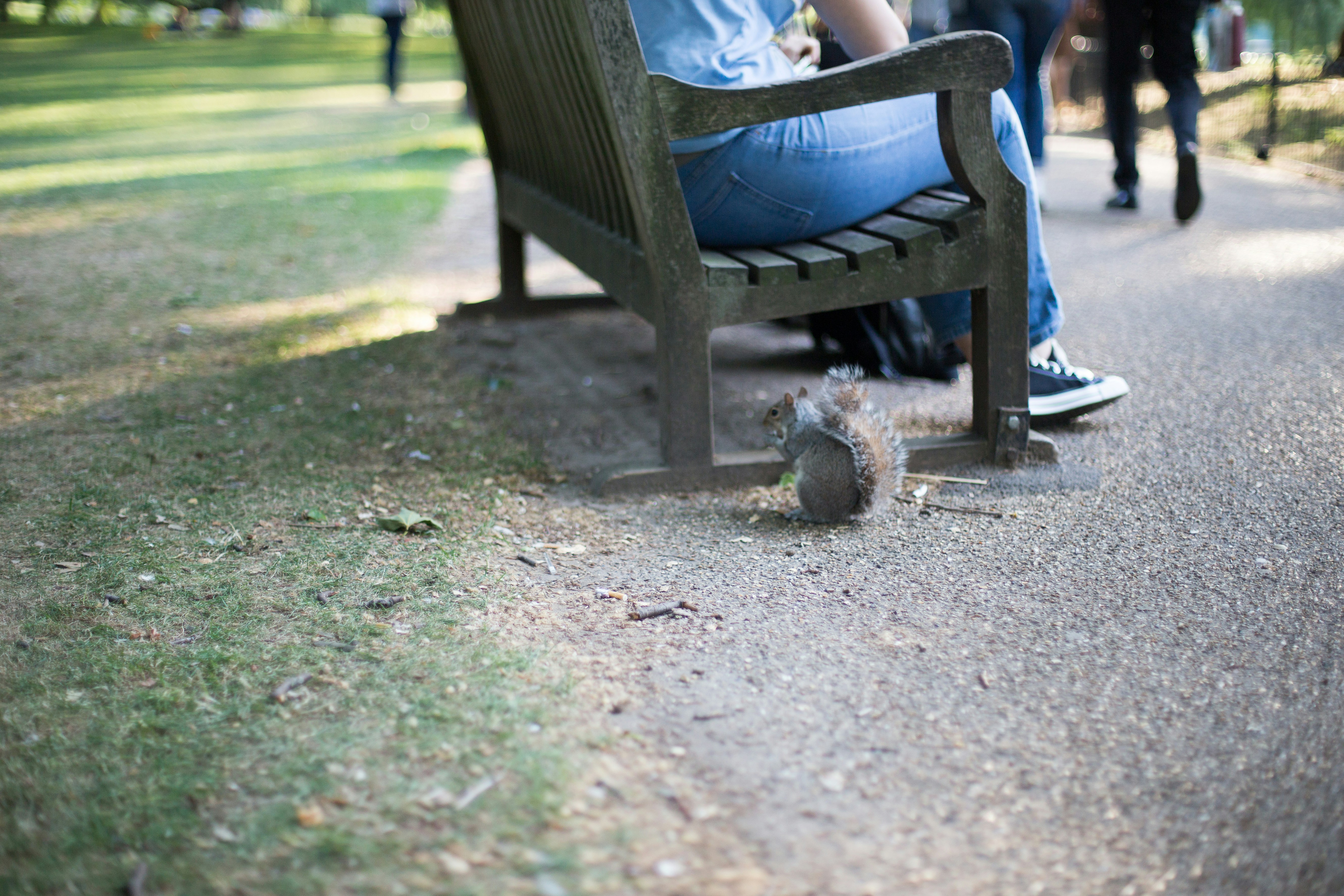 Squirrel in London Park 
