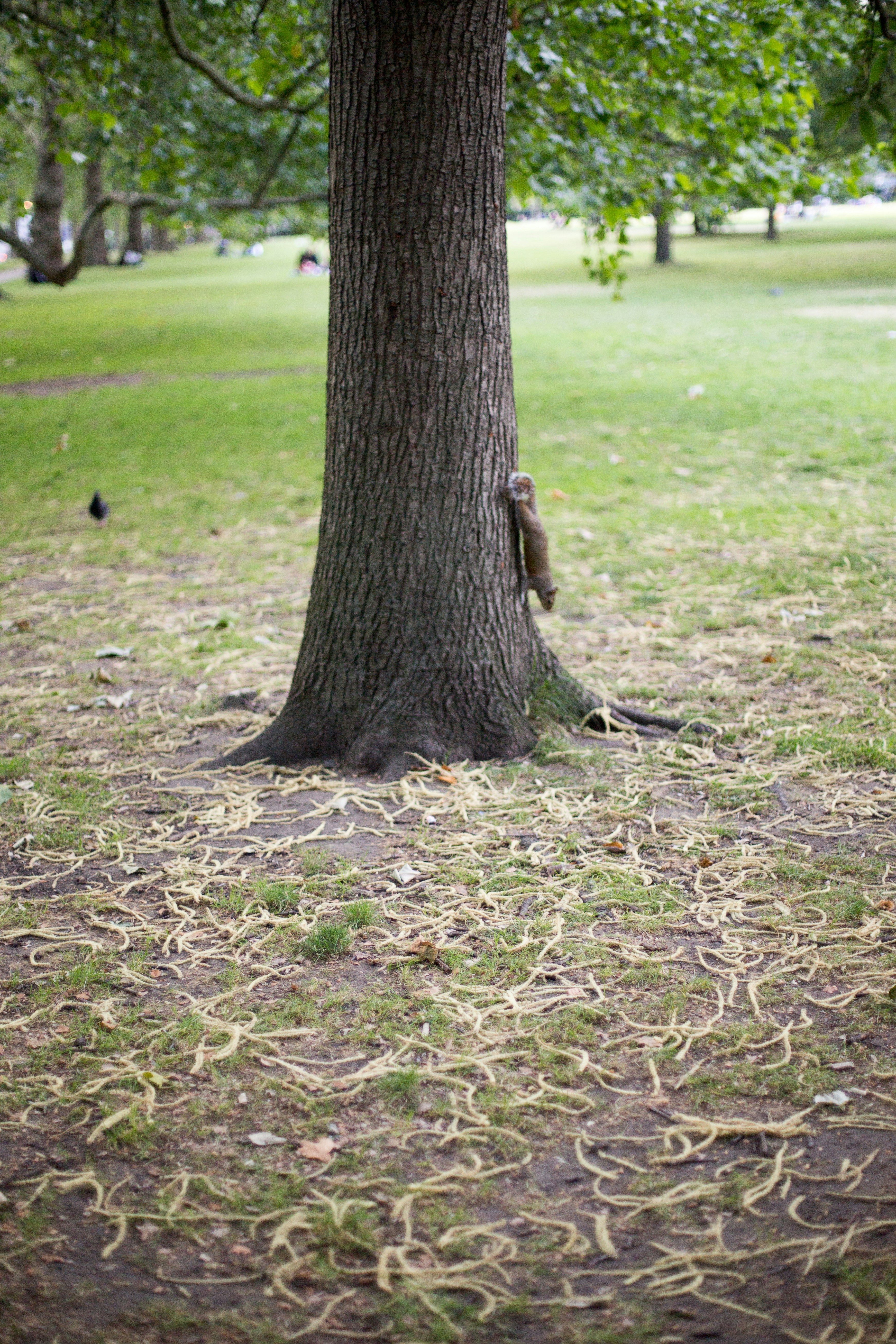 Brown tree trunk on green grass field during daytime photo – Free ...