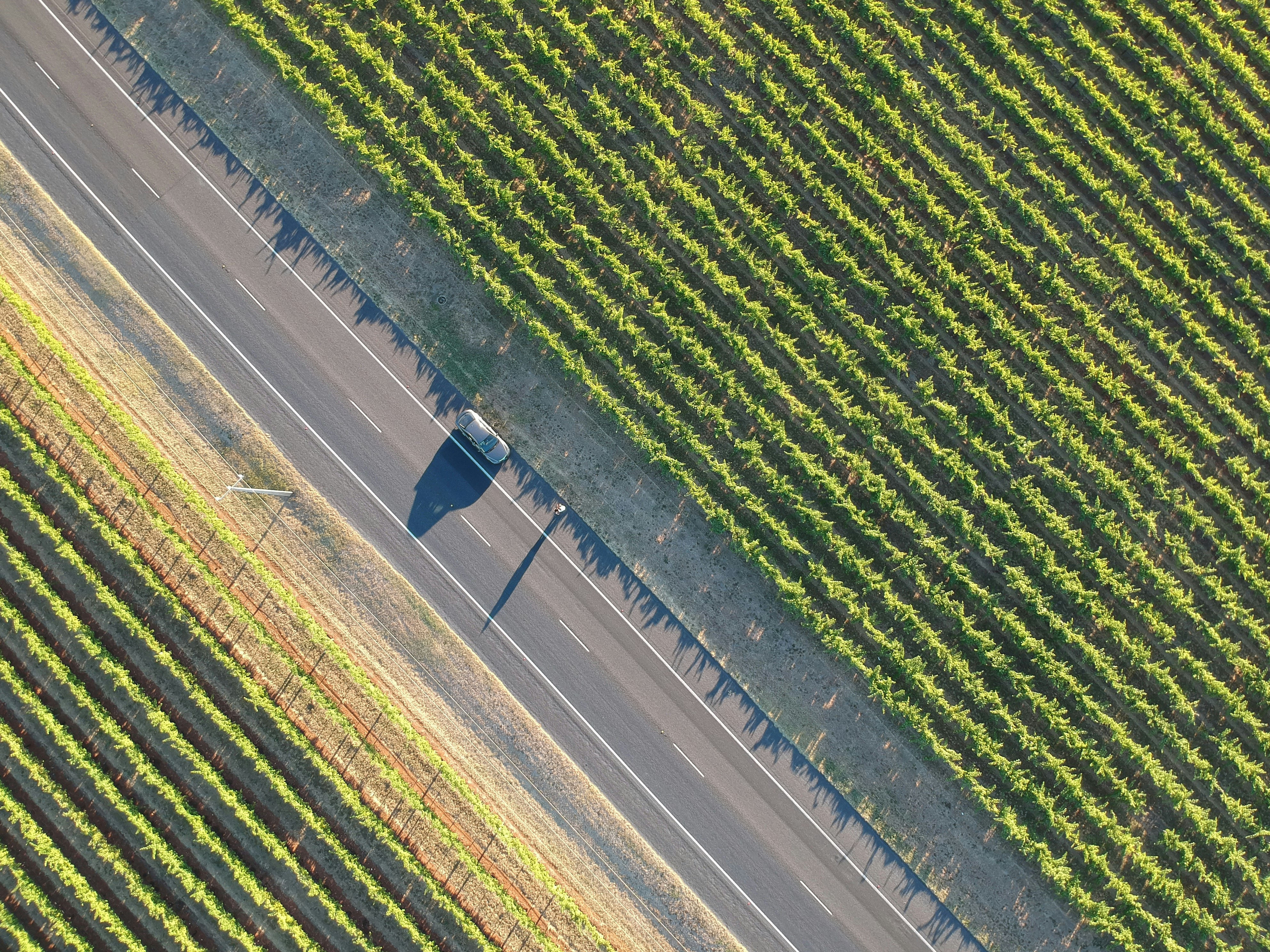 Aerial Corridor: A lone car threads a sunlit road through vineyard rows