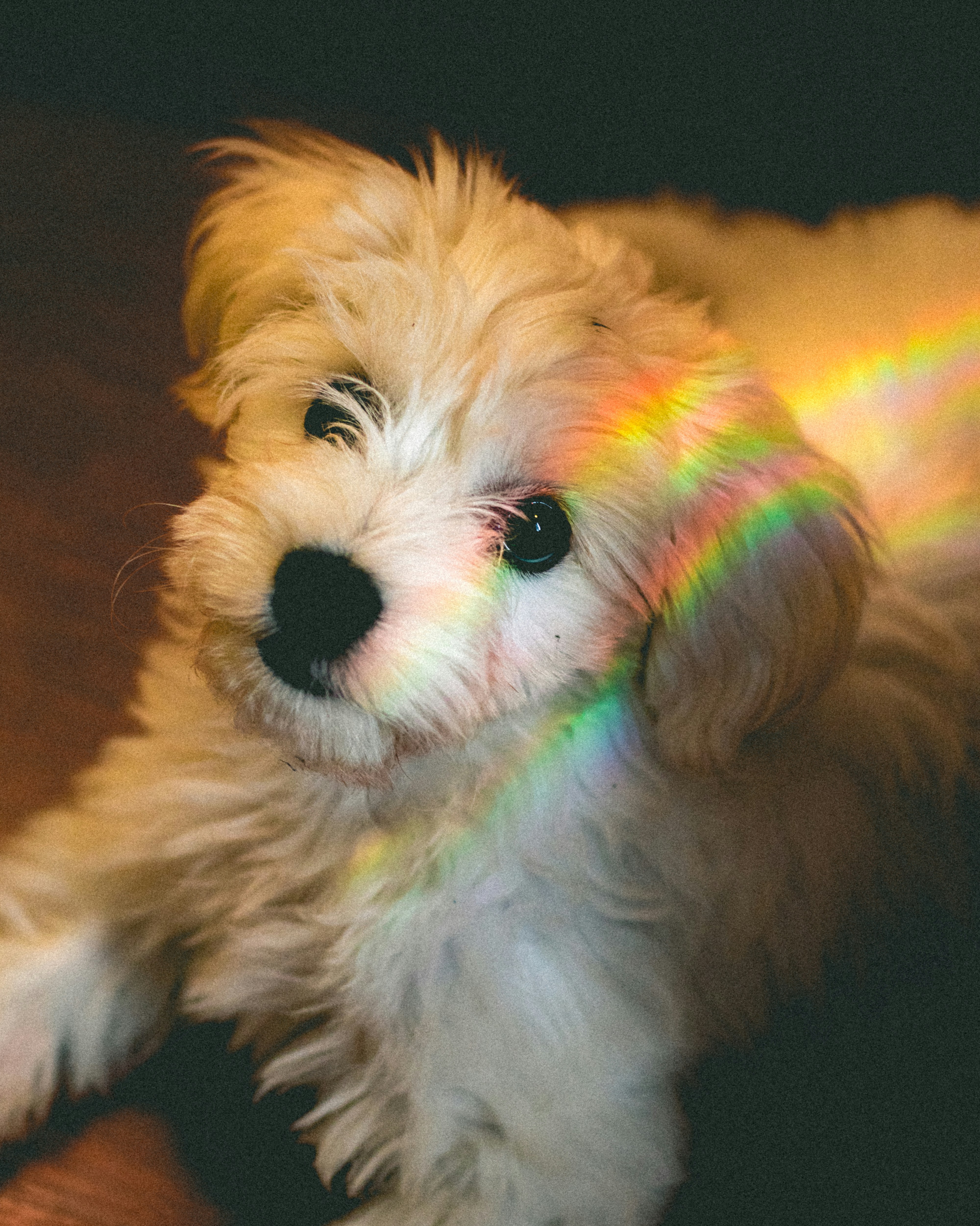 A fluffy white puppy gazes curiously, illuminated by a playful rainbow reflection across its fur. The warm wooden floor adds a cozy touch.