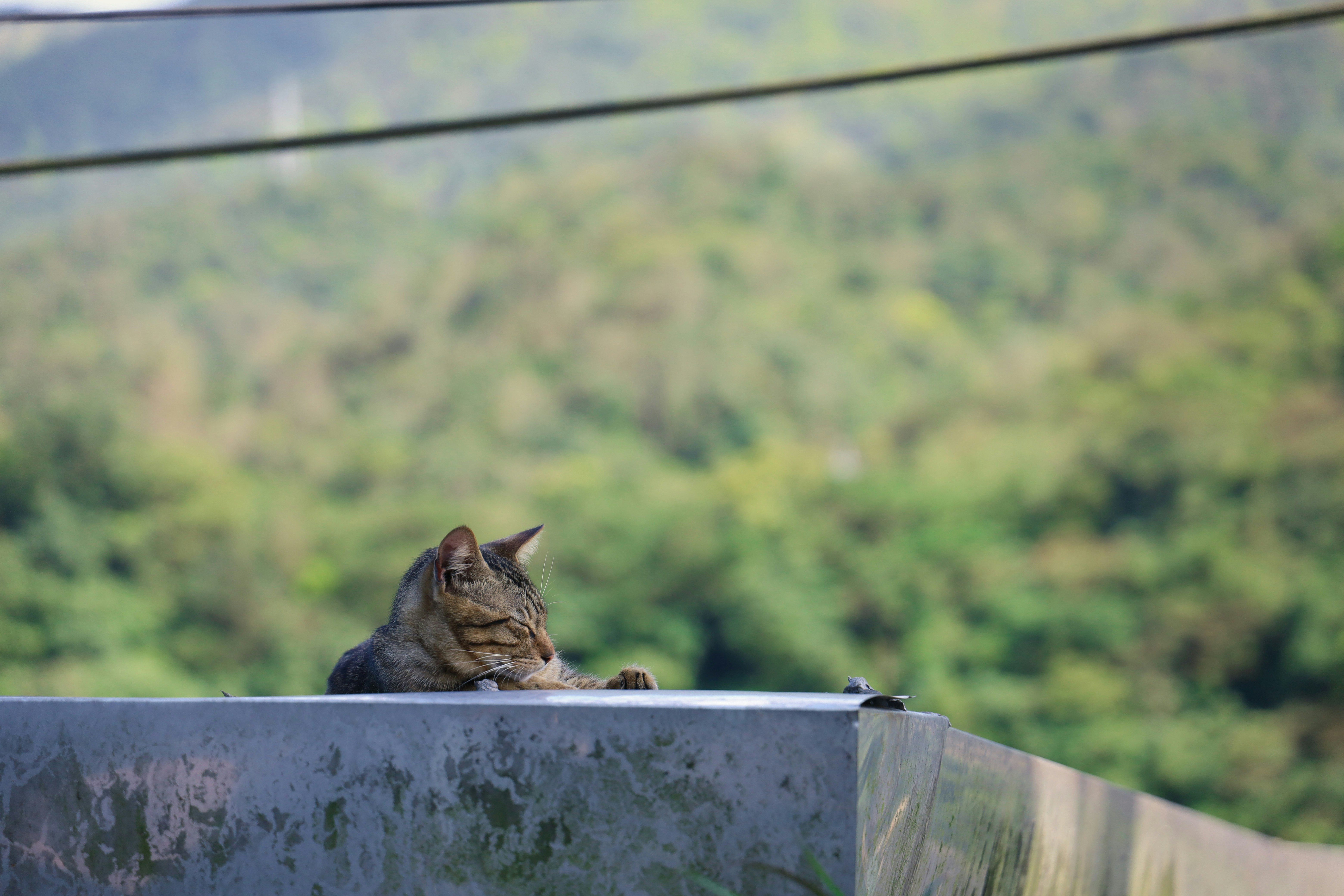 Rooftop Sentinel: A Tabby Pauses on a Weathered Rail