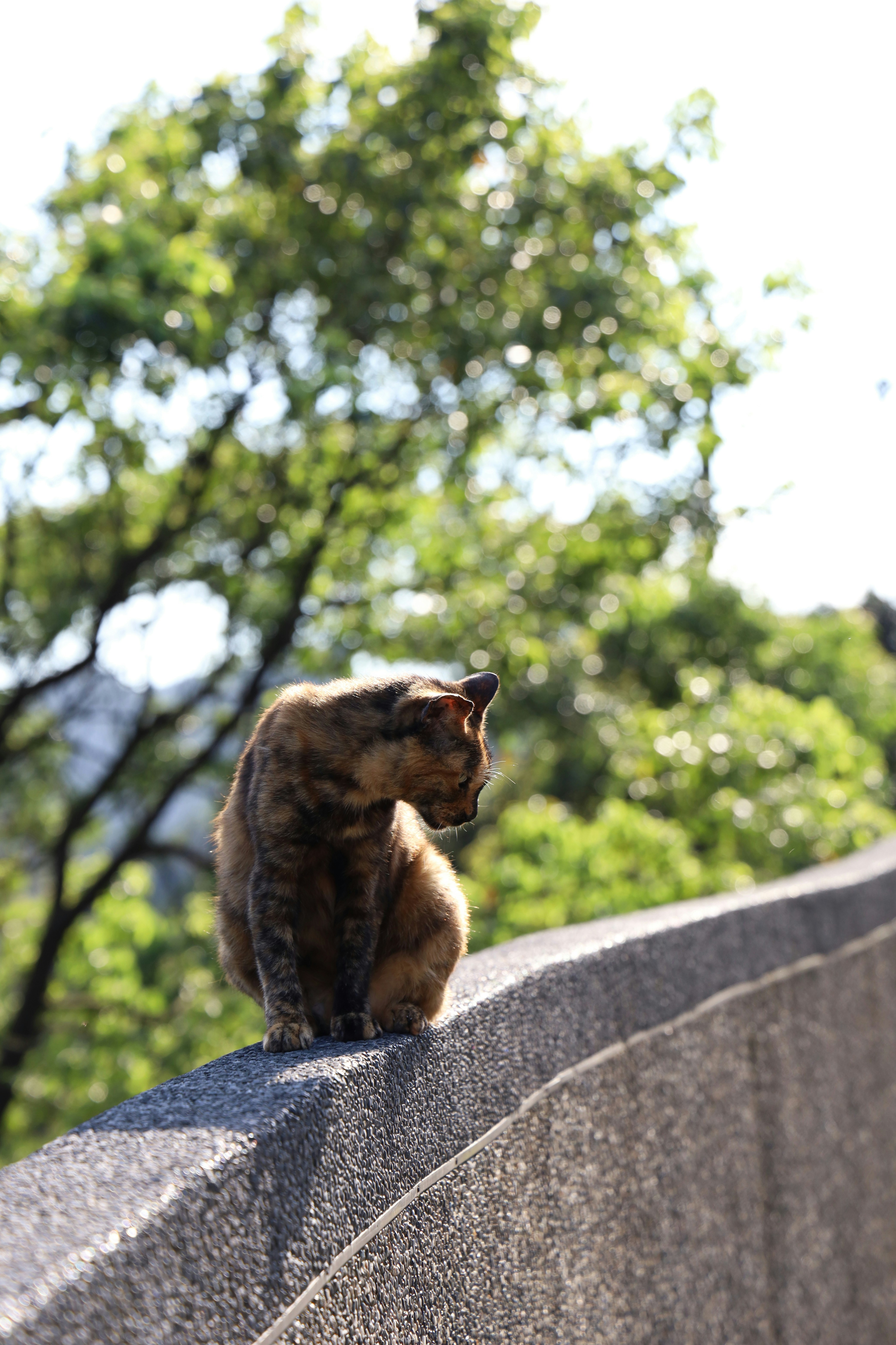 Whiskered Sentinel on a Sunlit Railing