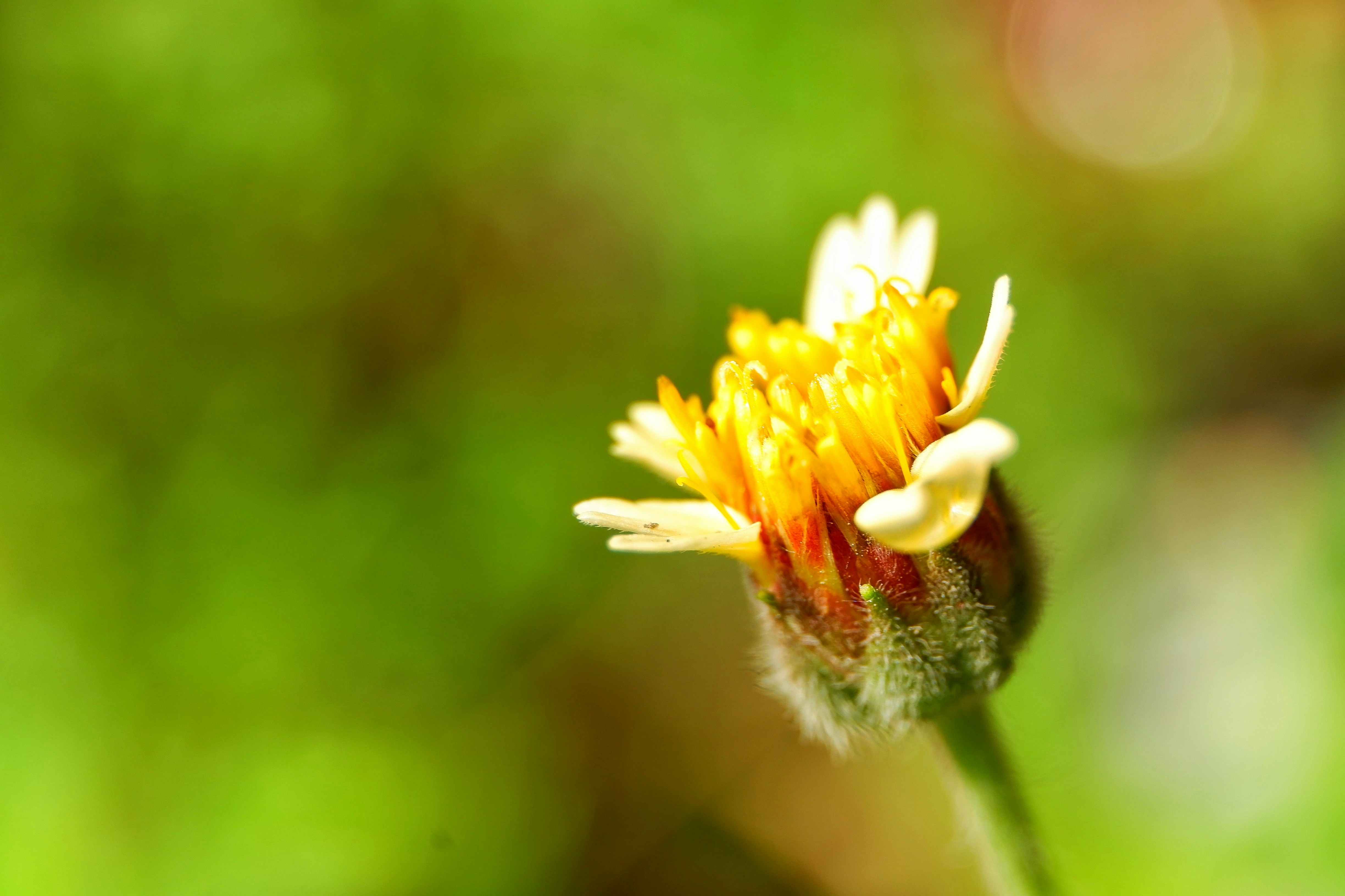 Close-up of a vibrant flower with golden-yellow petals against a soft green background. The intricate details of the bloom are highlighted beautifully.