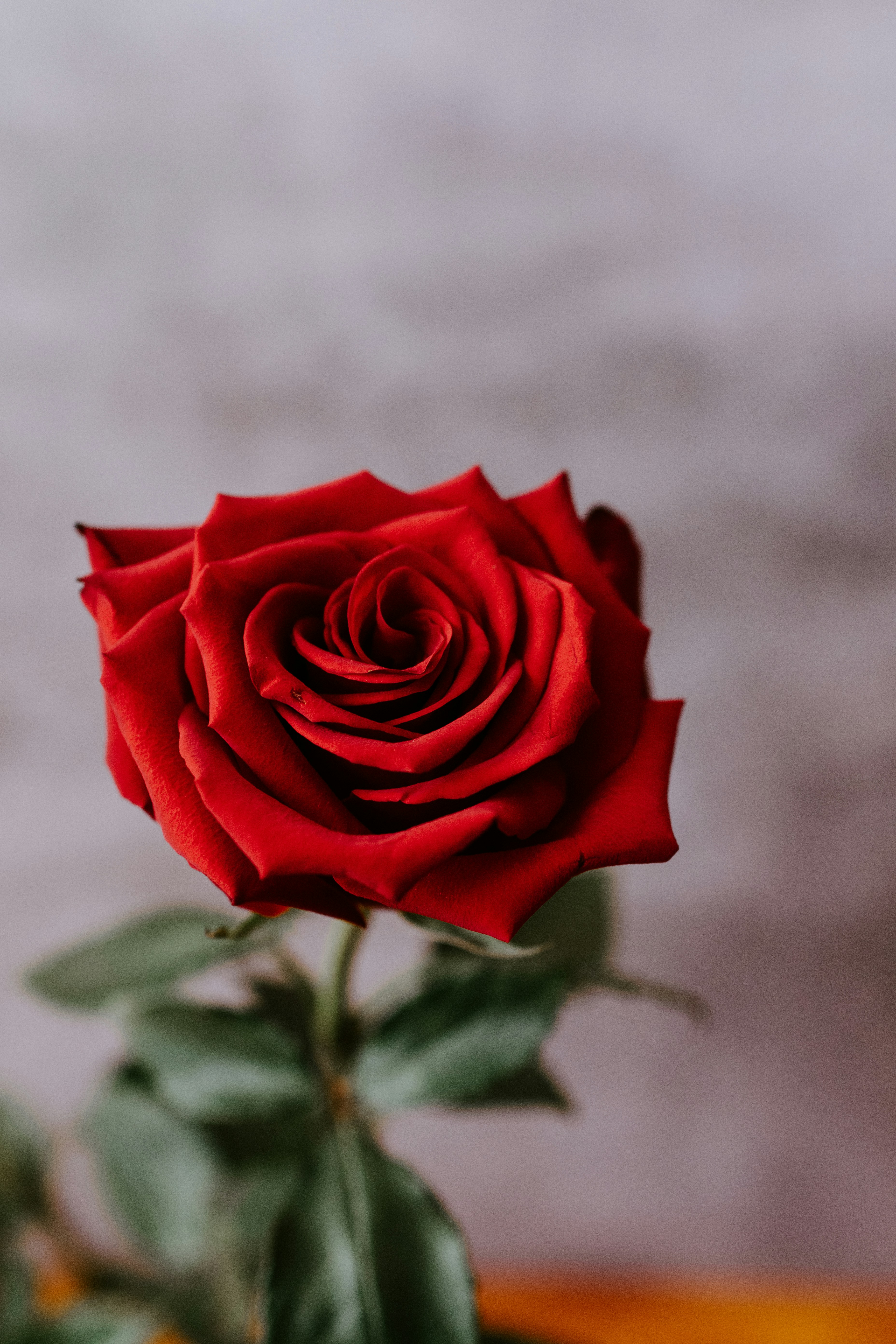 Más De 550 Imágenes De Rosas Rojas Descargar Imágenes, 49% OFF