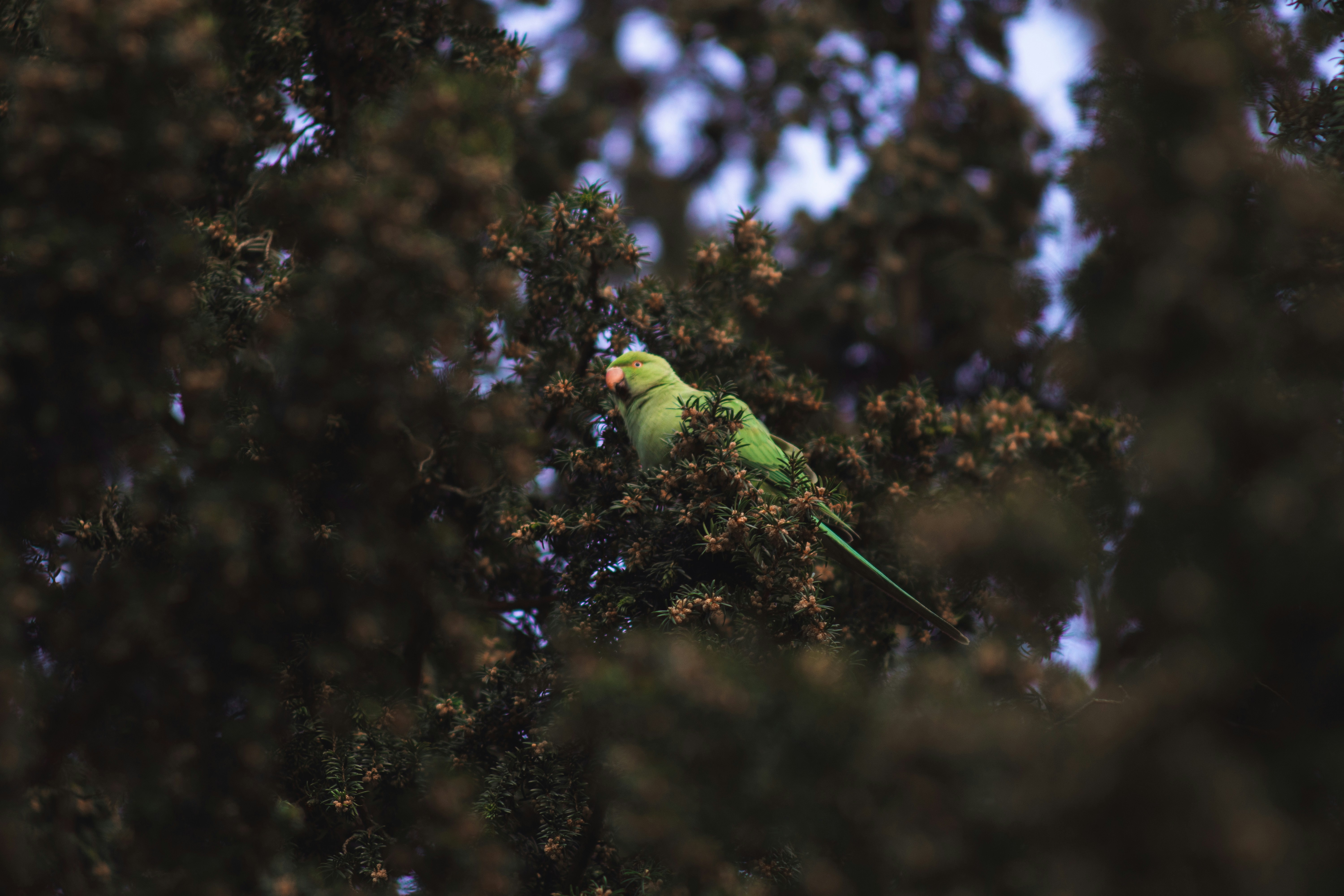 Emerald Parrot Hidden in Dense Foliage