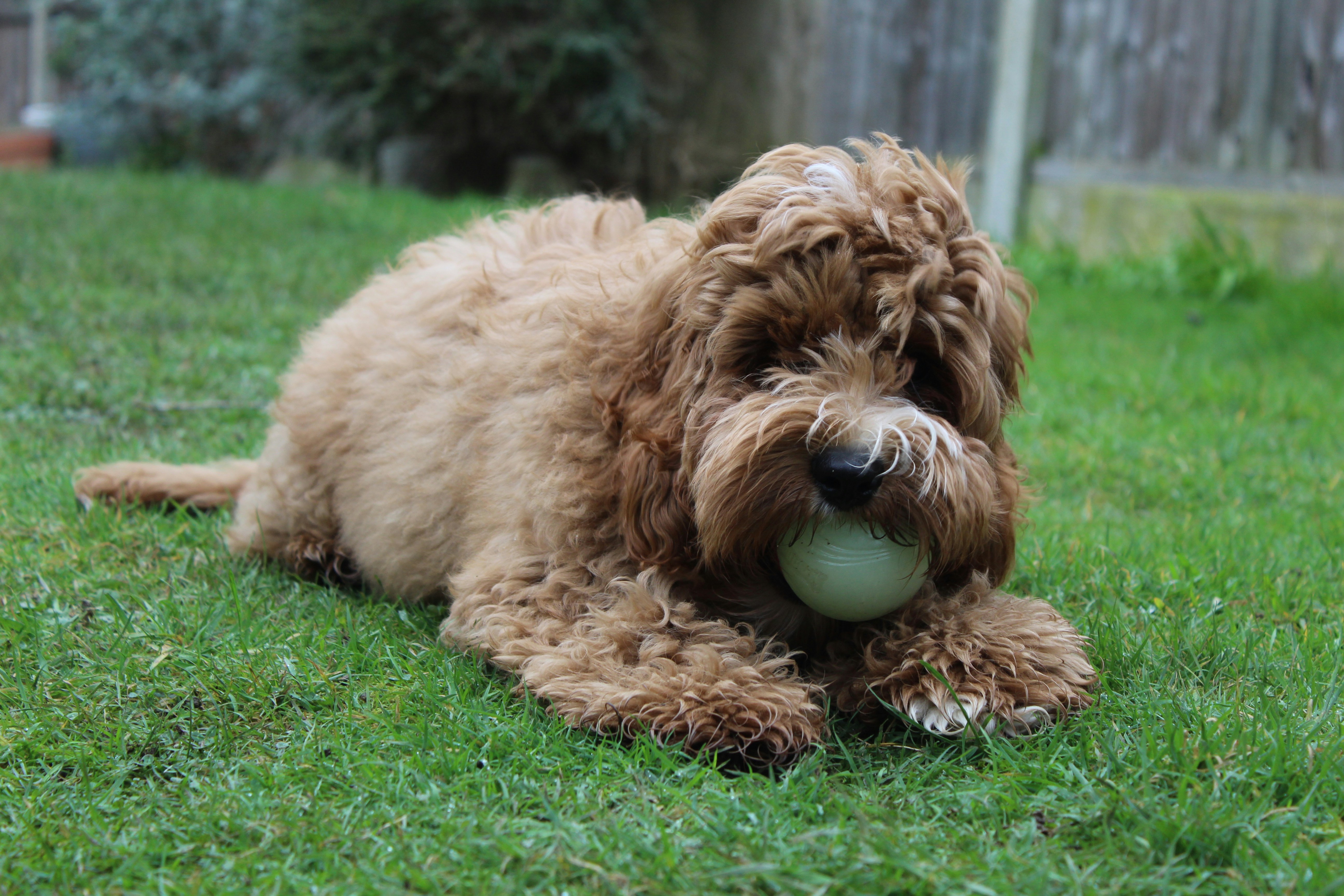 Fluffy brown dog resting on grass with a tennis ball in its mouth.