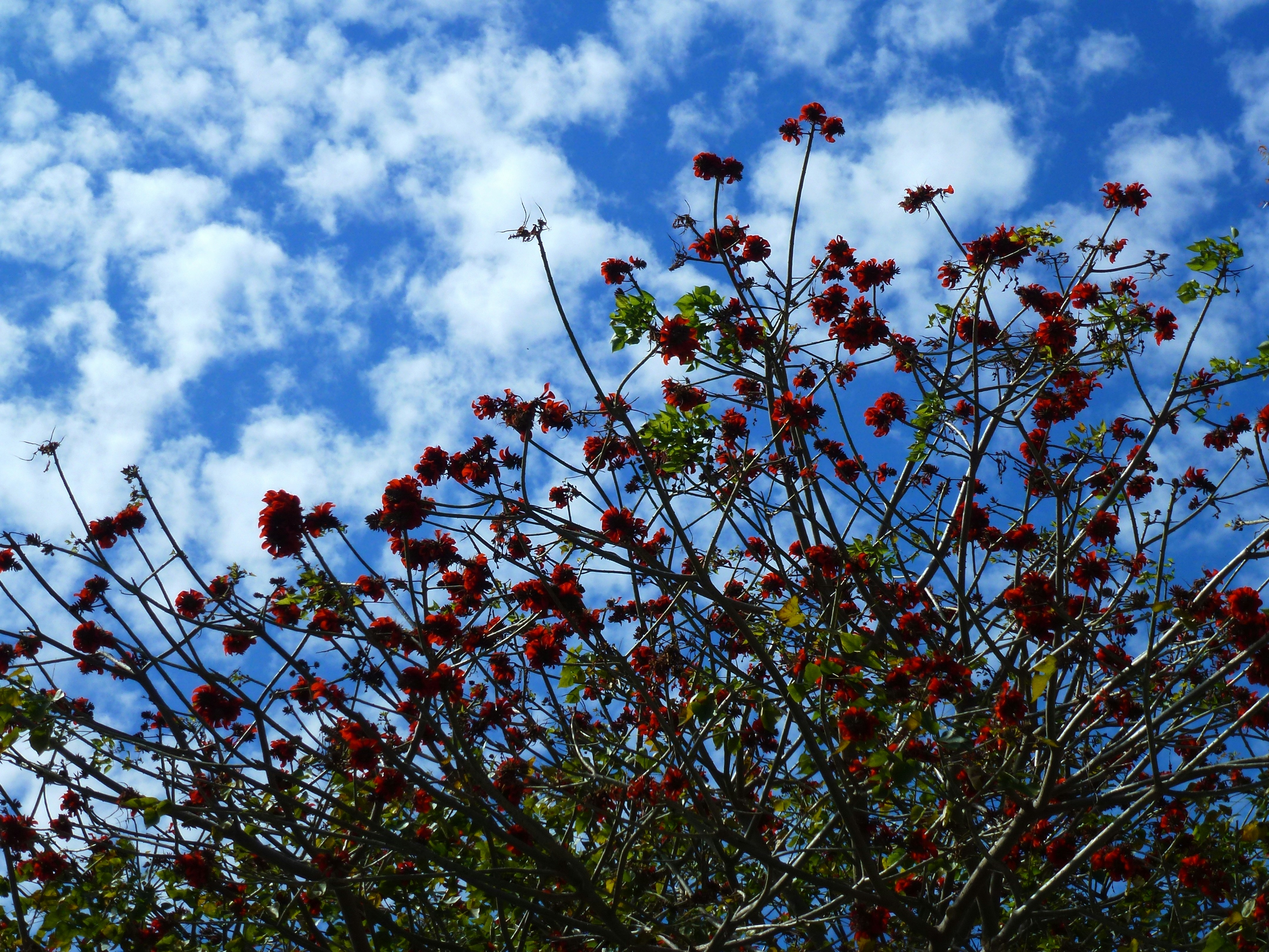 Vibrant red flowers bloom on a tree, silhouetted against a bright blue sky dotted with fluffy clouds.
