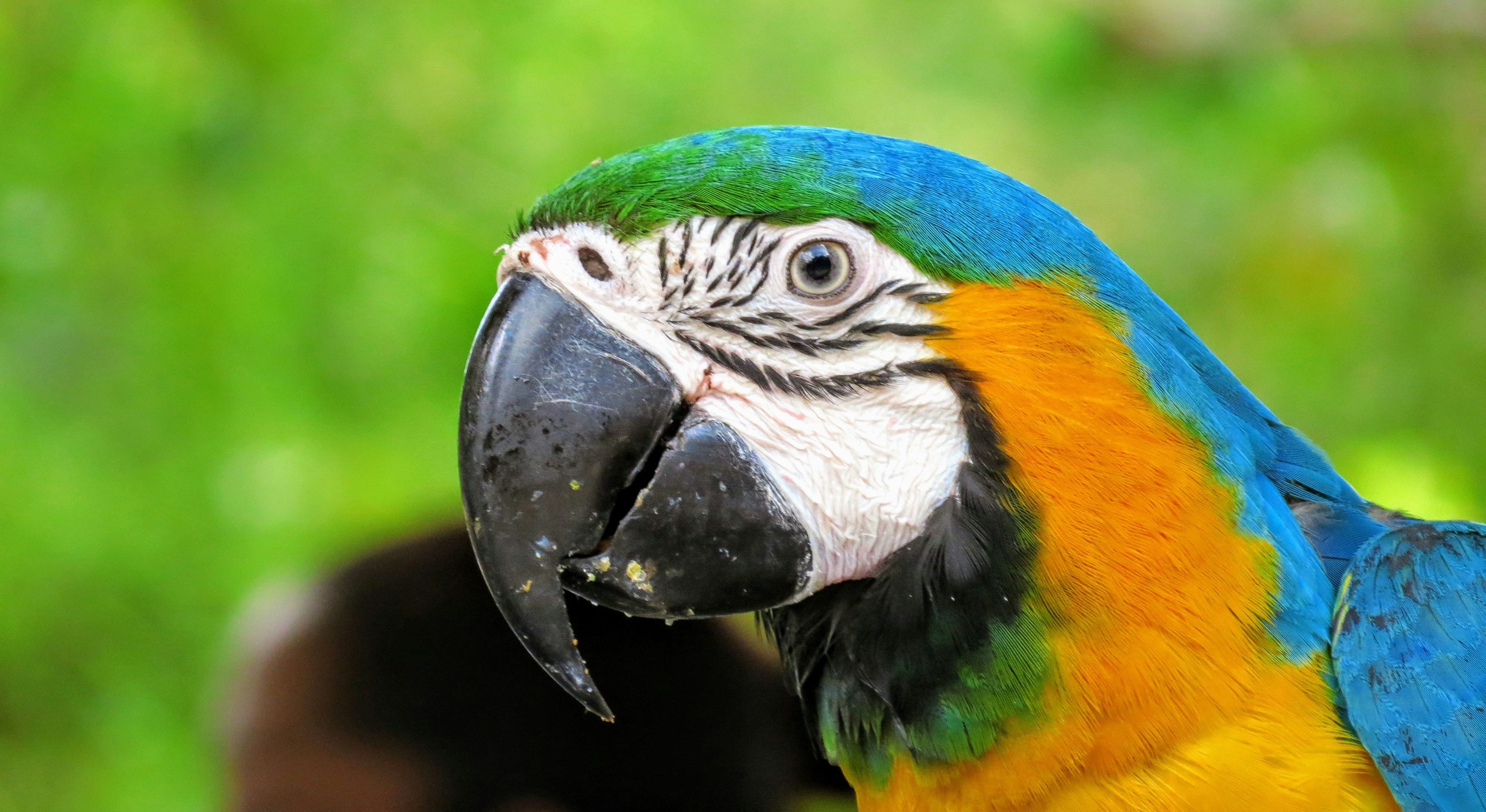 Blue-and-yellow macaw with vivid plumage perched against a blurred green background.