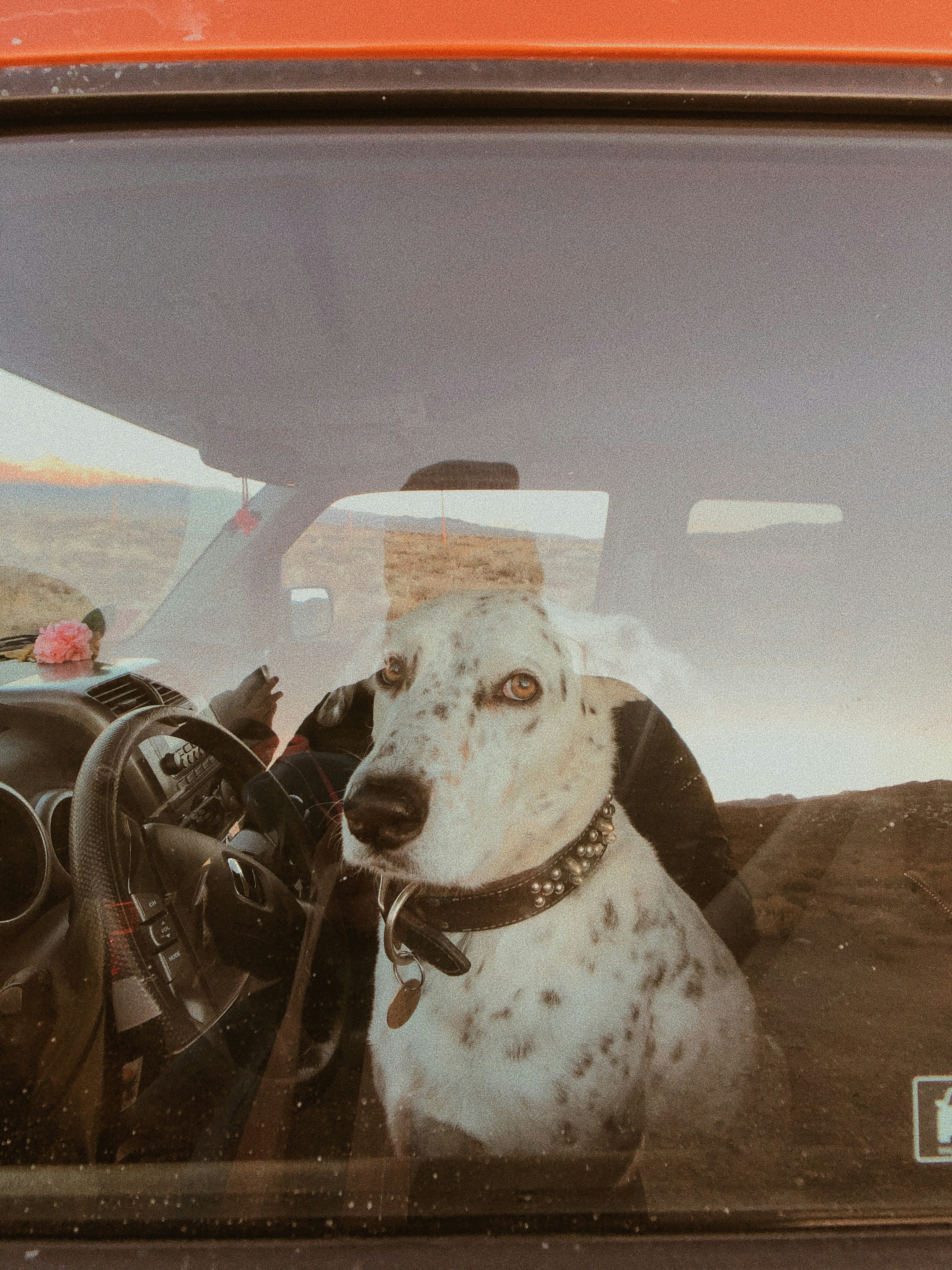 A Loyal Companion Behind Glass