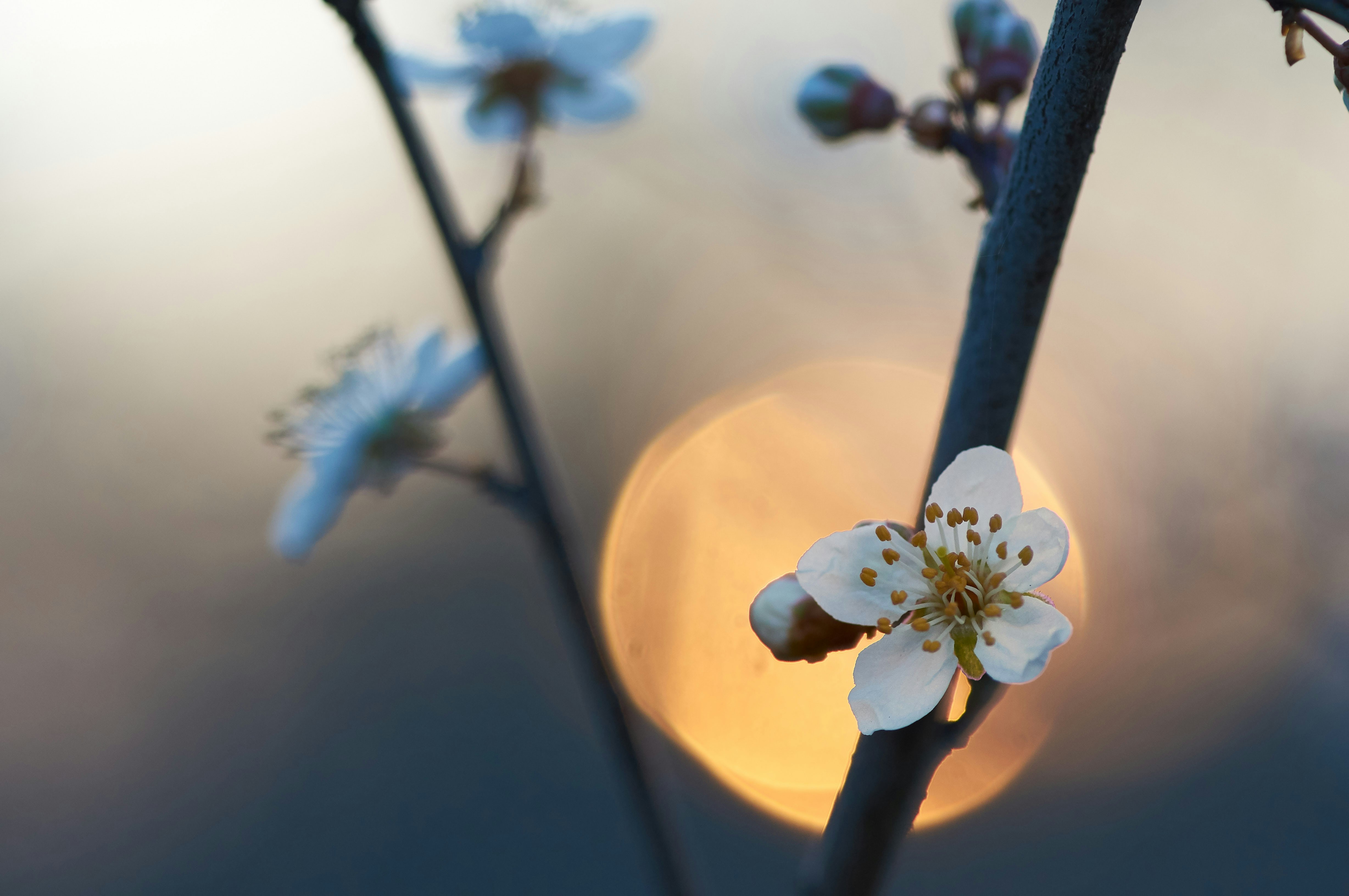 Petal in an Amber Halo: Close-Up on a Spring Blossom