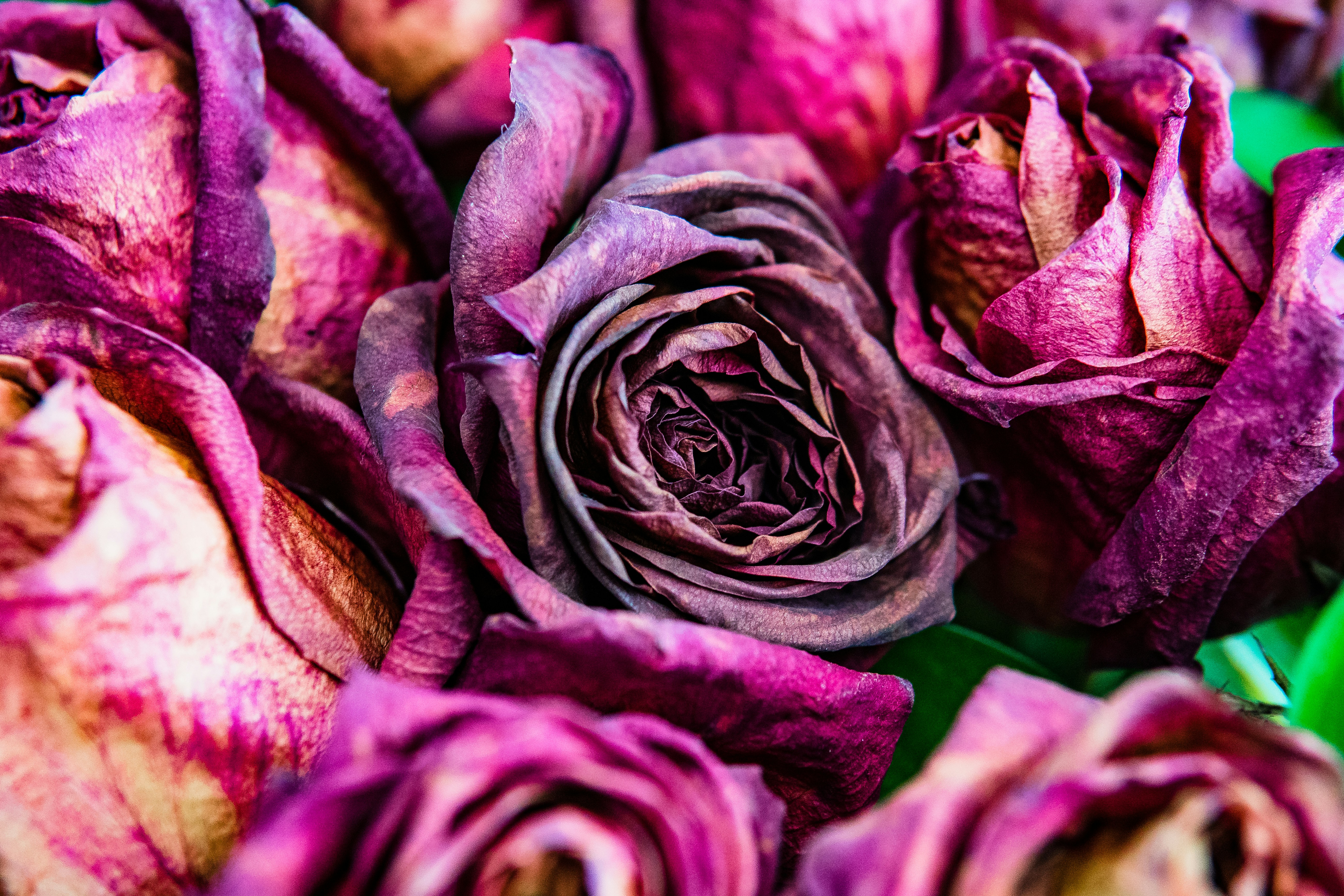 Close-up of dry, purple roses with rich textures and layered petals.