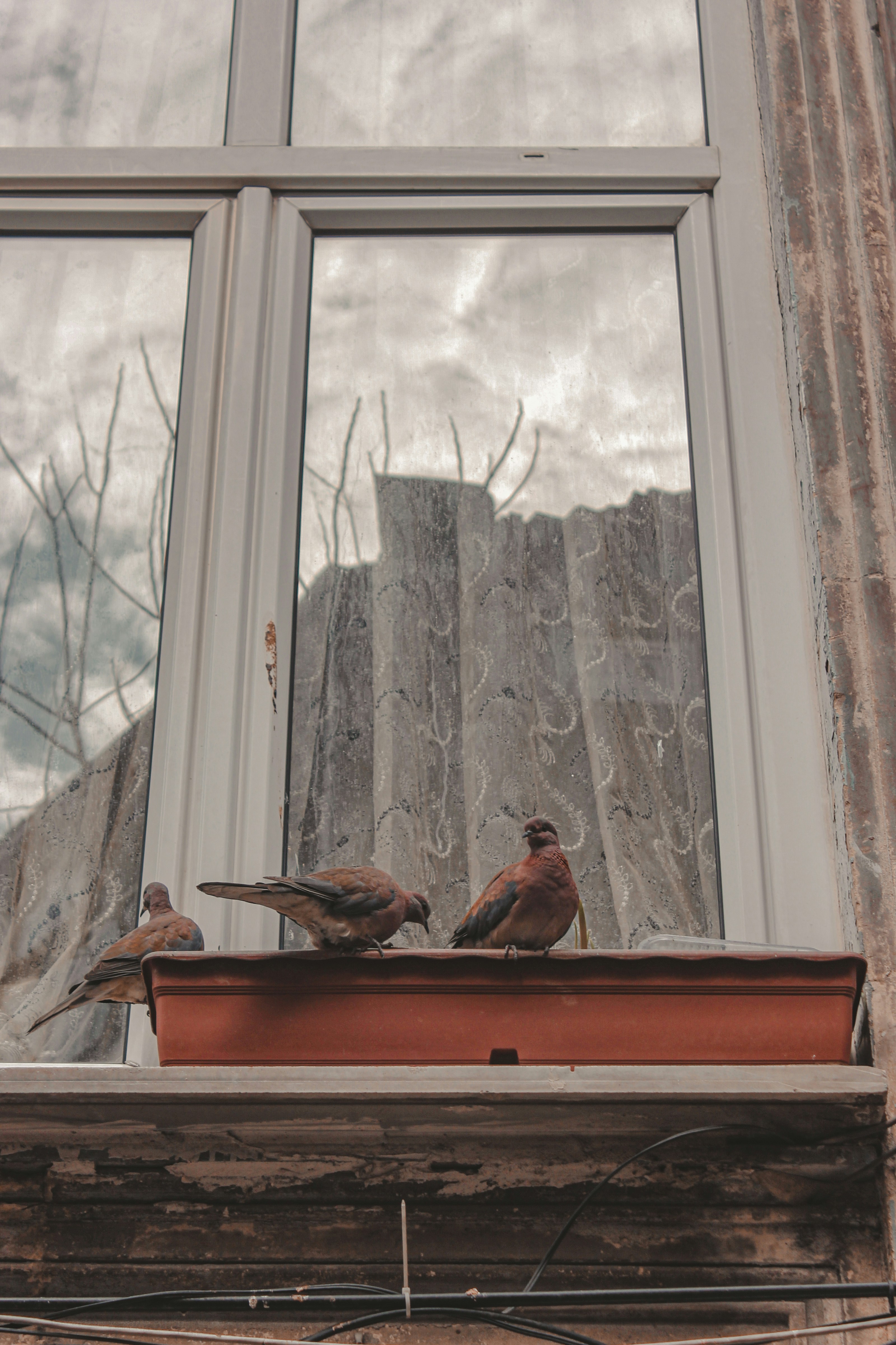 Three birds perched on a windowsill planter, reflecting the cloudy sky and building textures in the glass behind them.