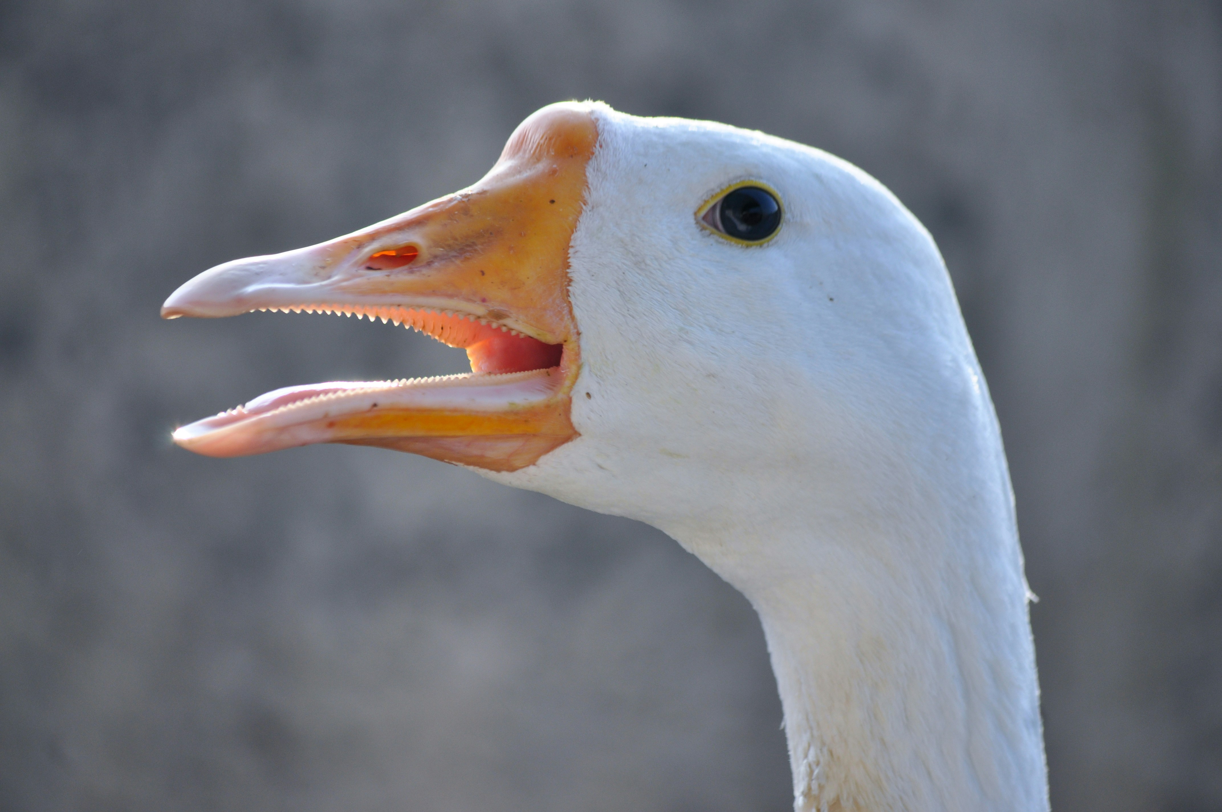 White duck with a yellow beak and open mouth against a blurred gray background.