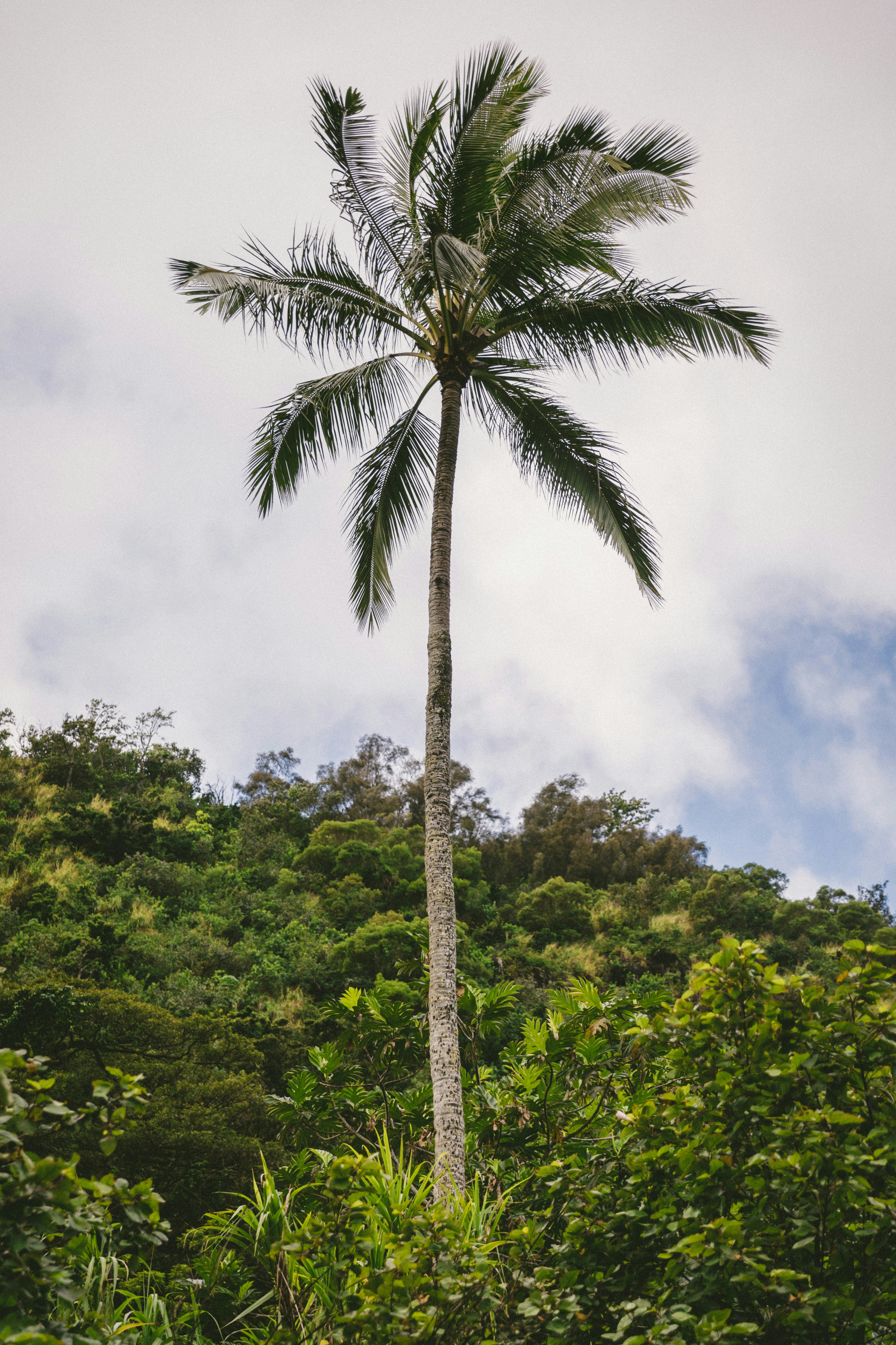  solitary palm against a tropical hillside under a soft sky