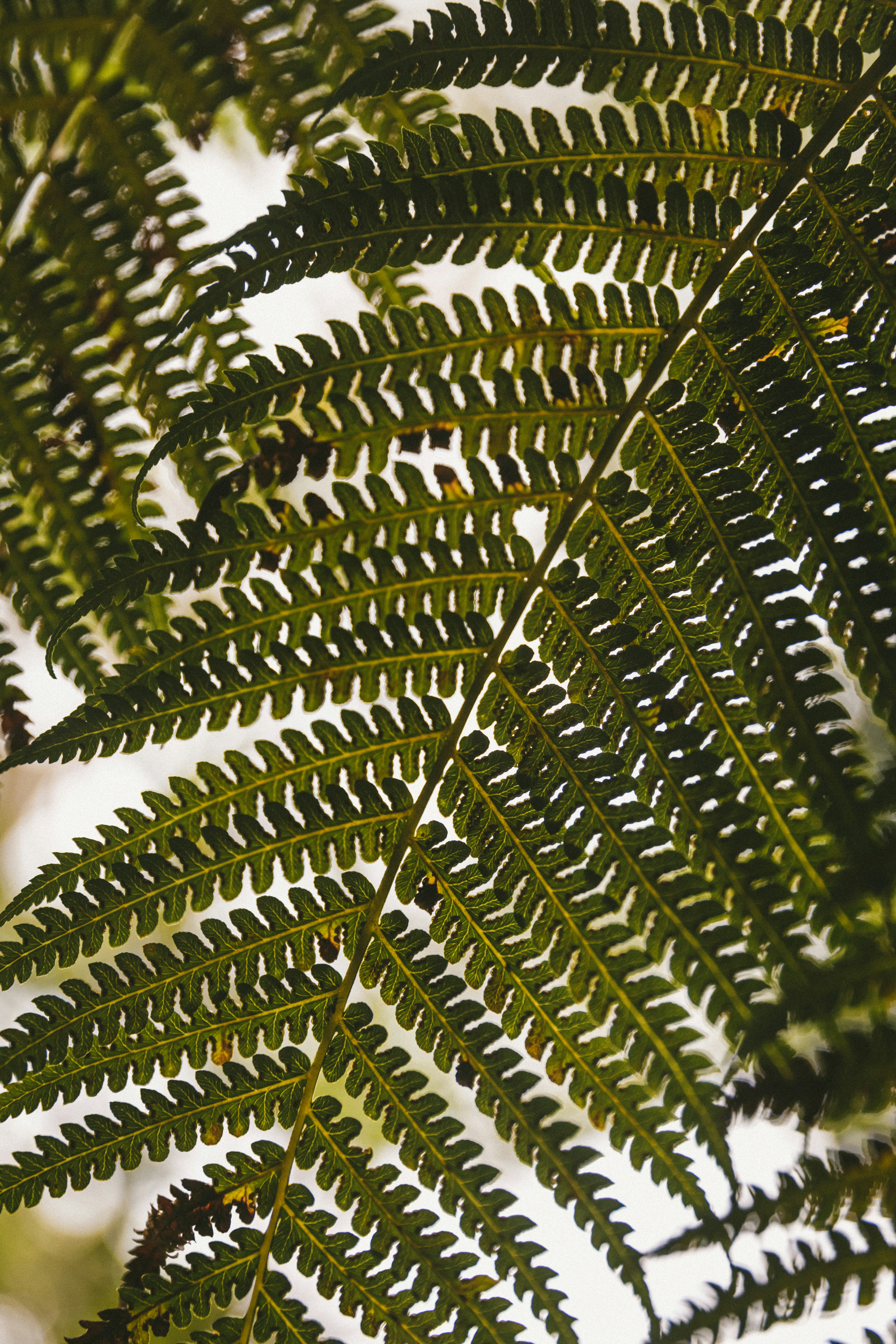 Frond Facets: Sunlit Fern Macro Mosaic