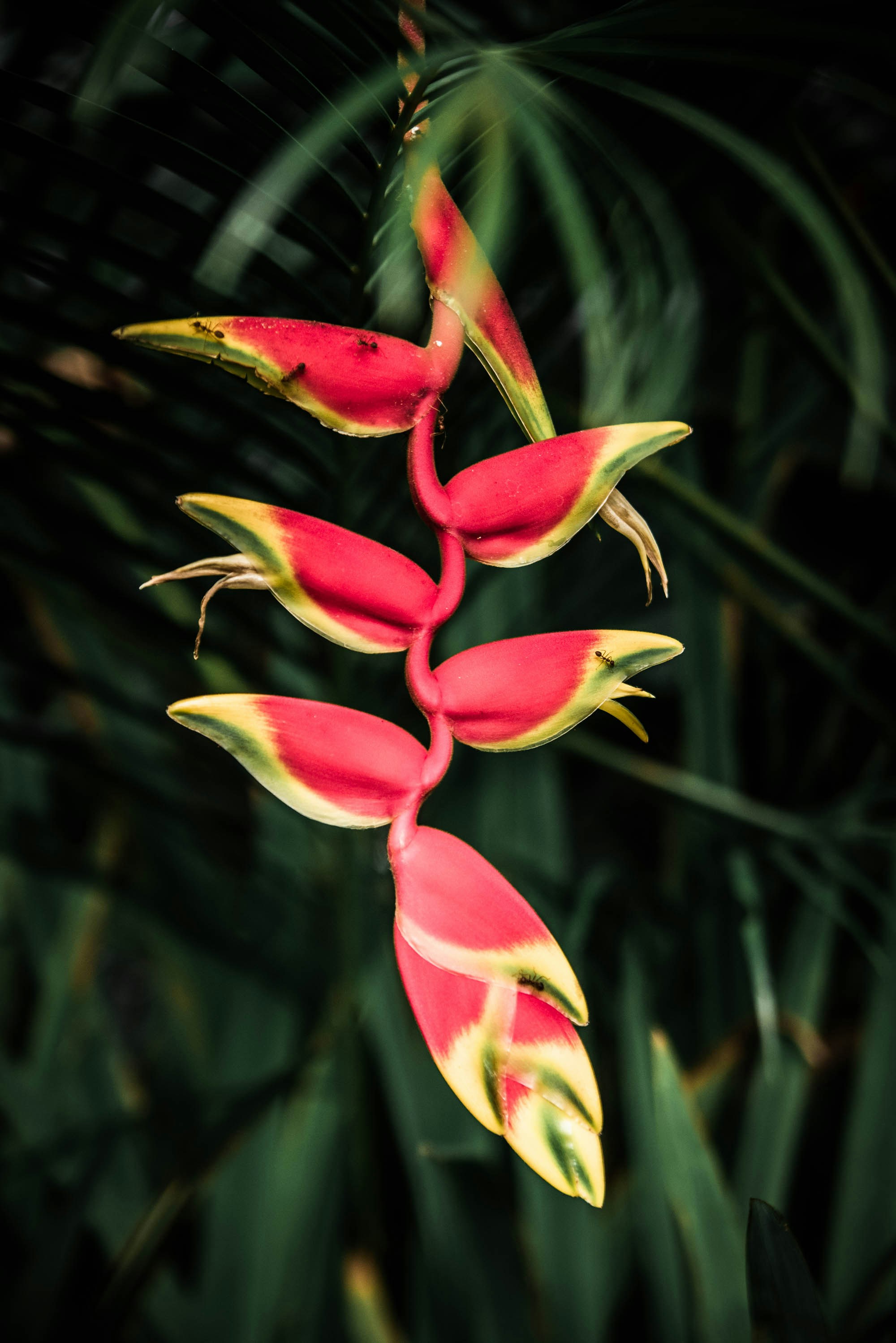Vibrant heliconia flower spiraling gracefully against a backdrop of lush green foliage.