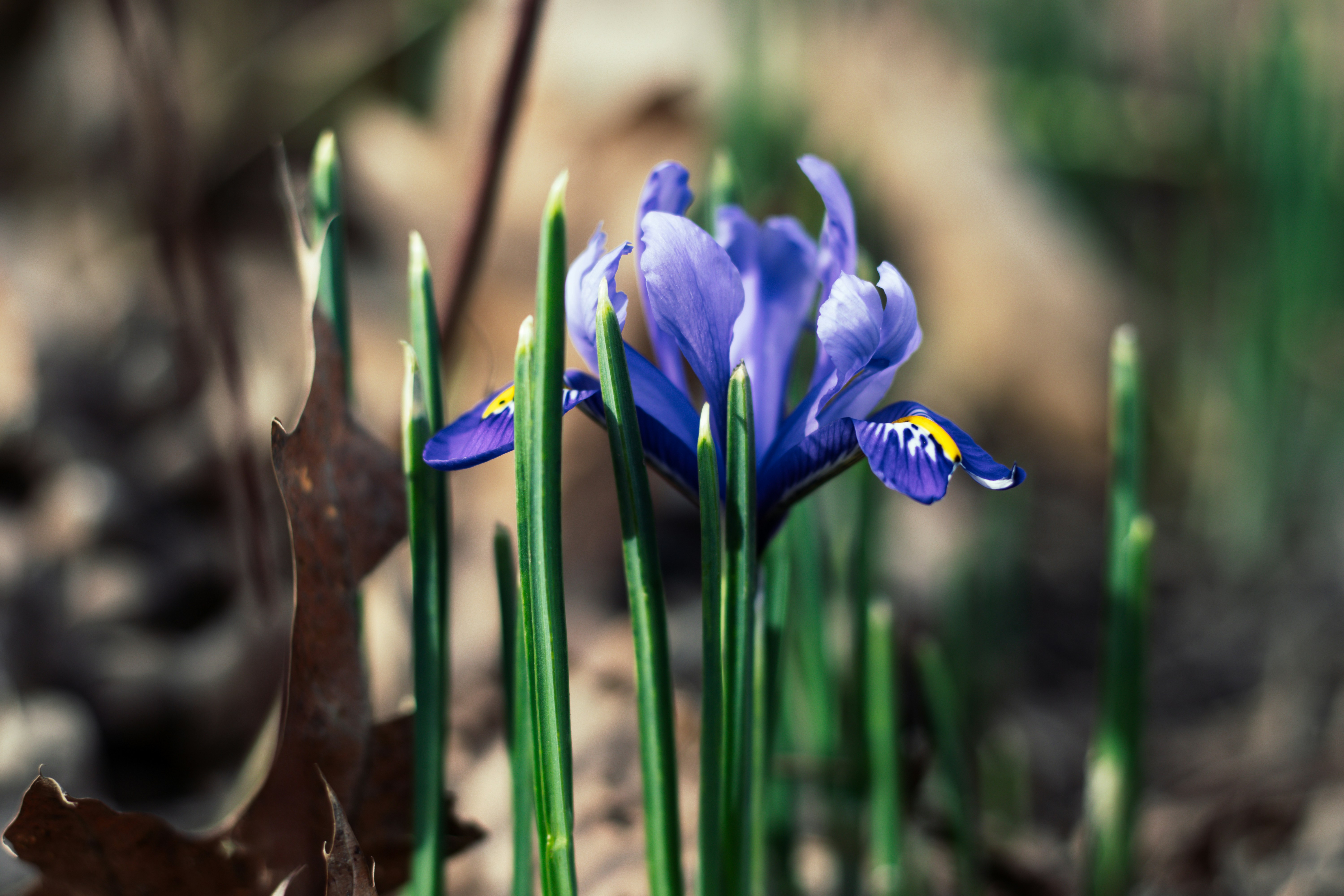 Colorful spring