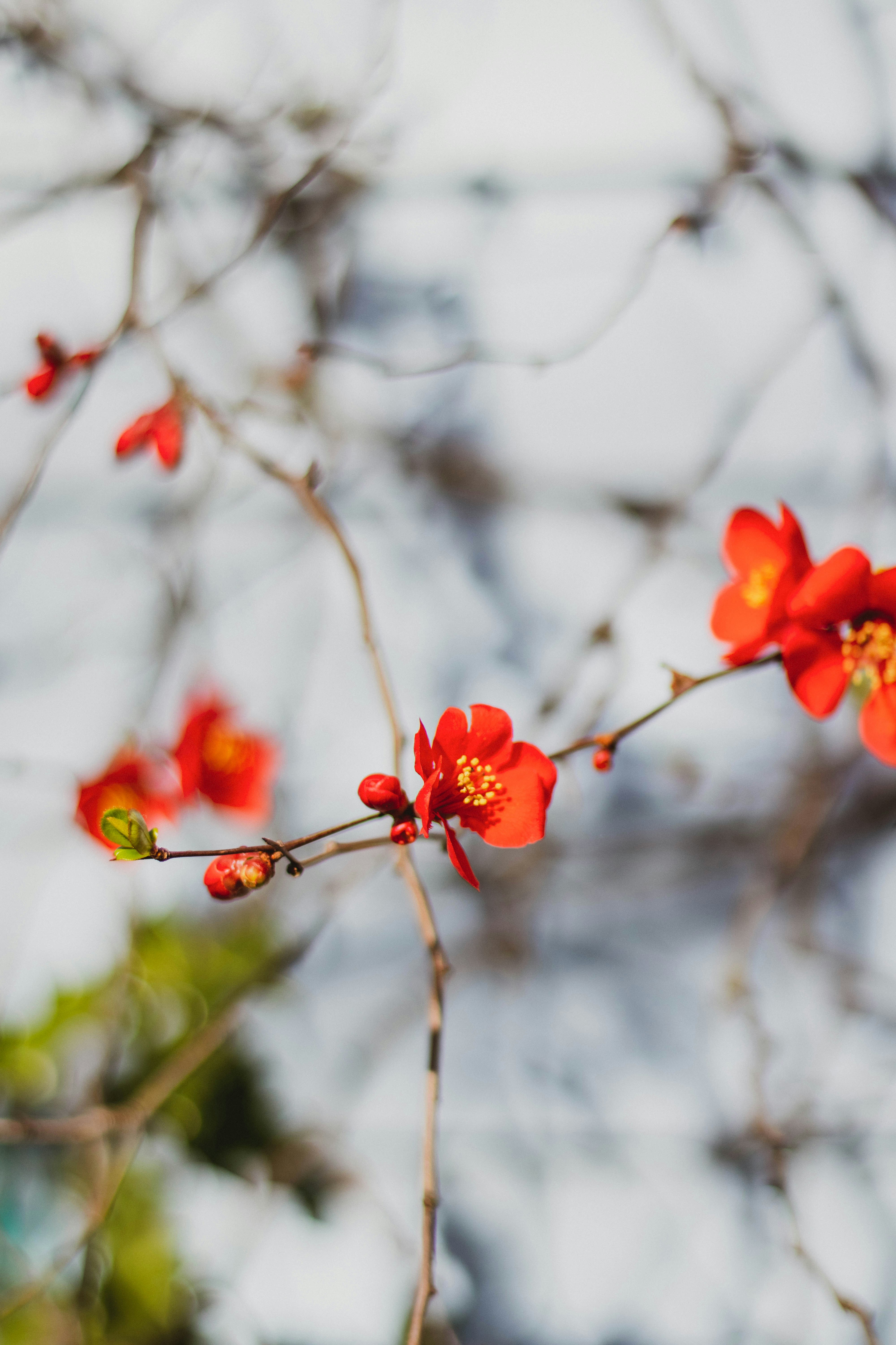 Crimson Bloom on a Thin Twig, Framed by Soft Bokeh