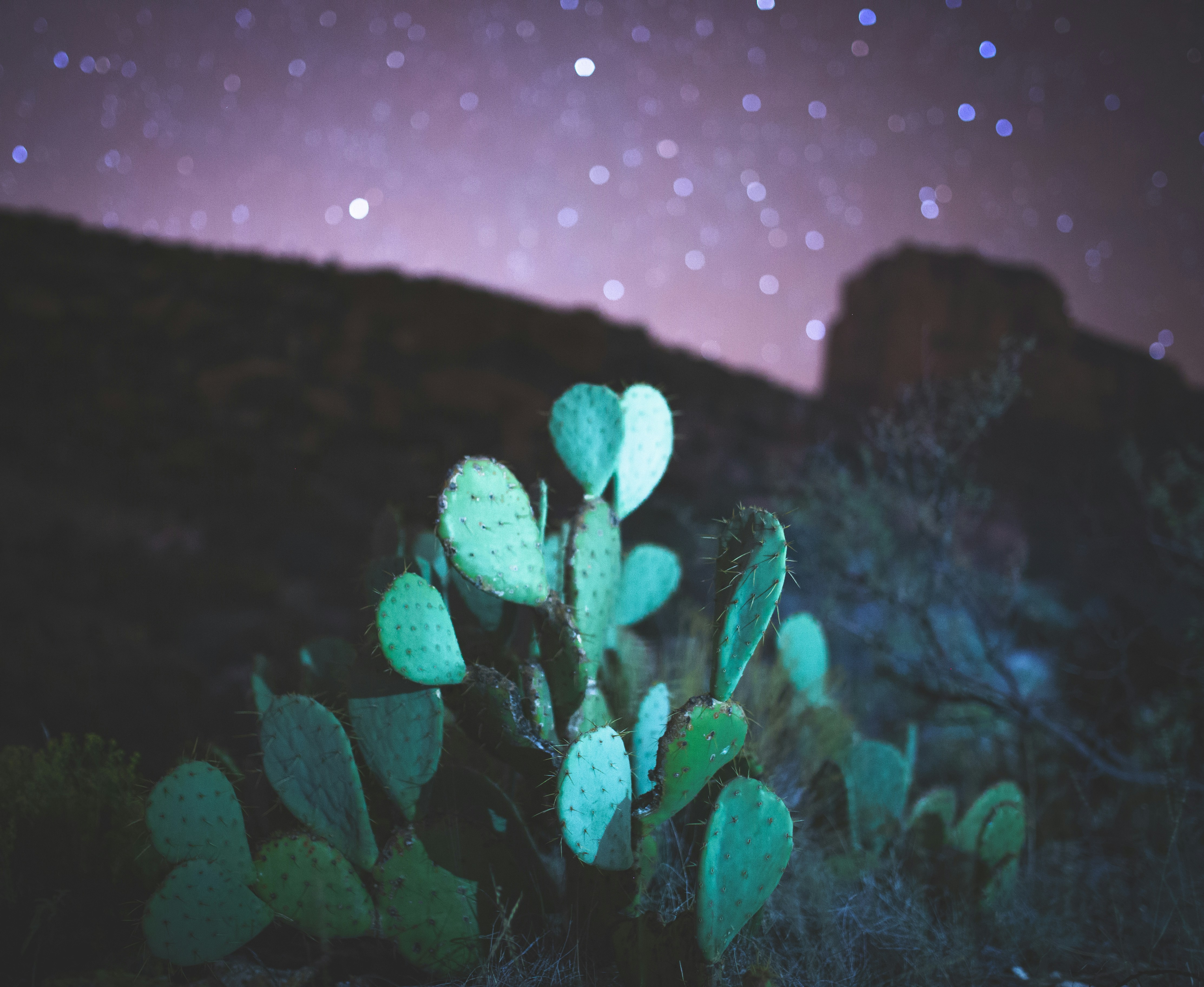 Cacti Under the Starry Veil