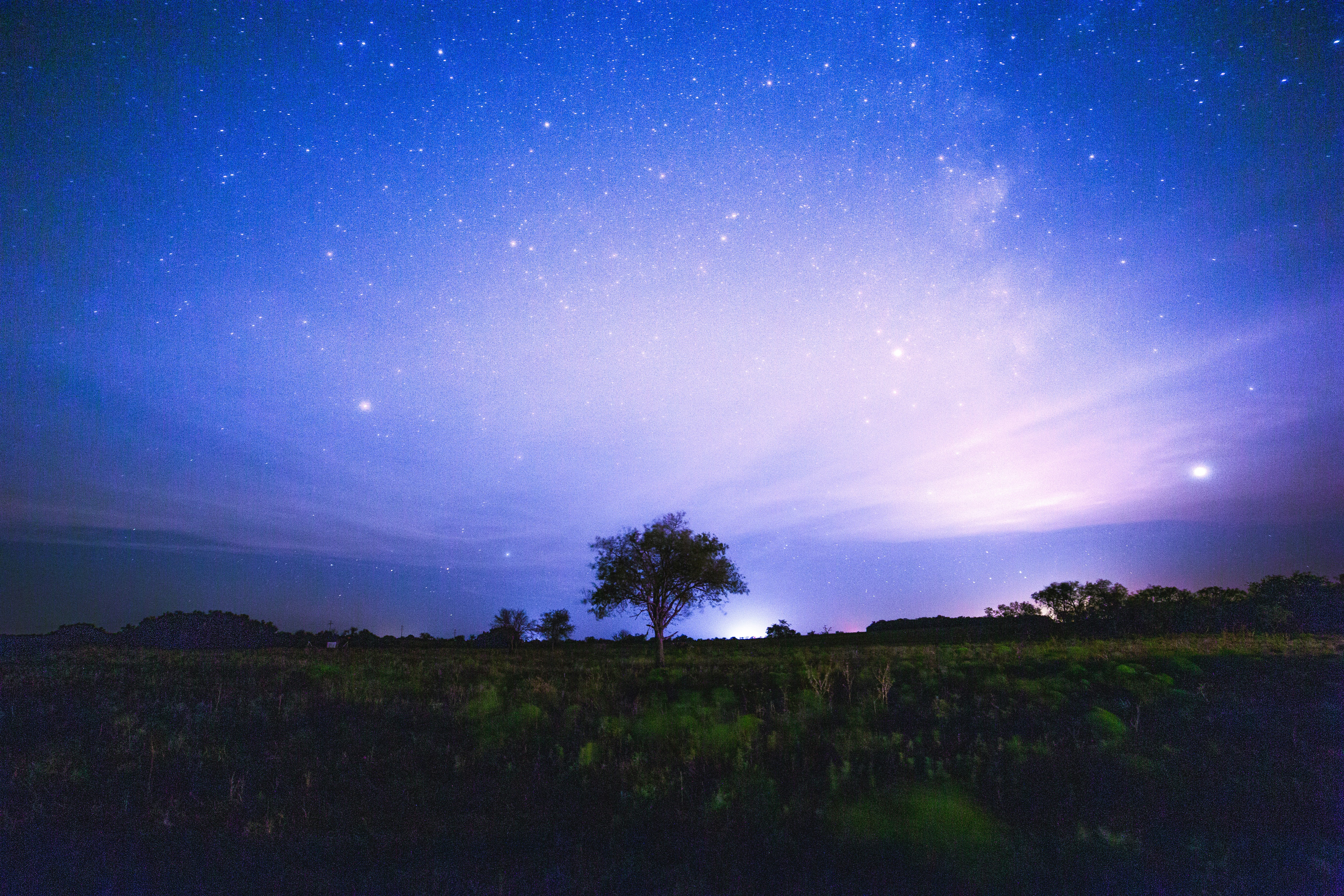 Lone Tree Beneath a Velvet Milky Way