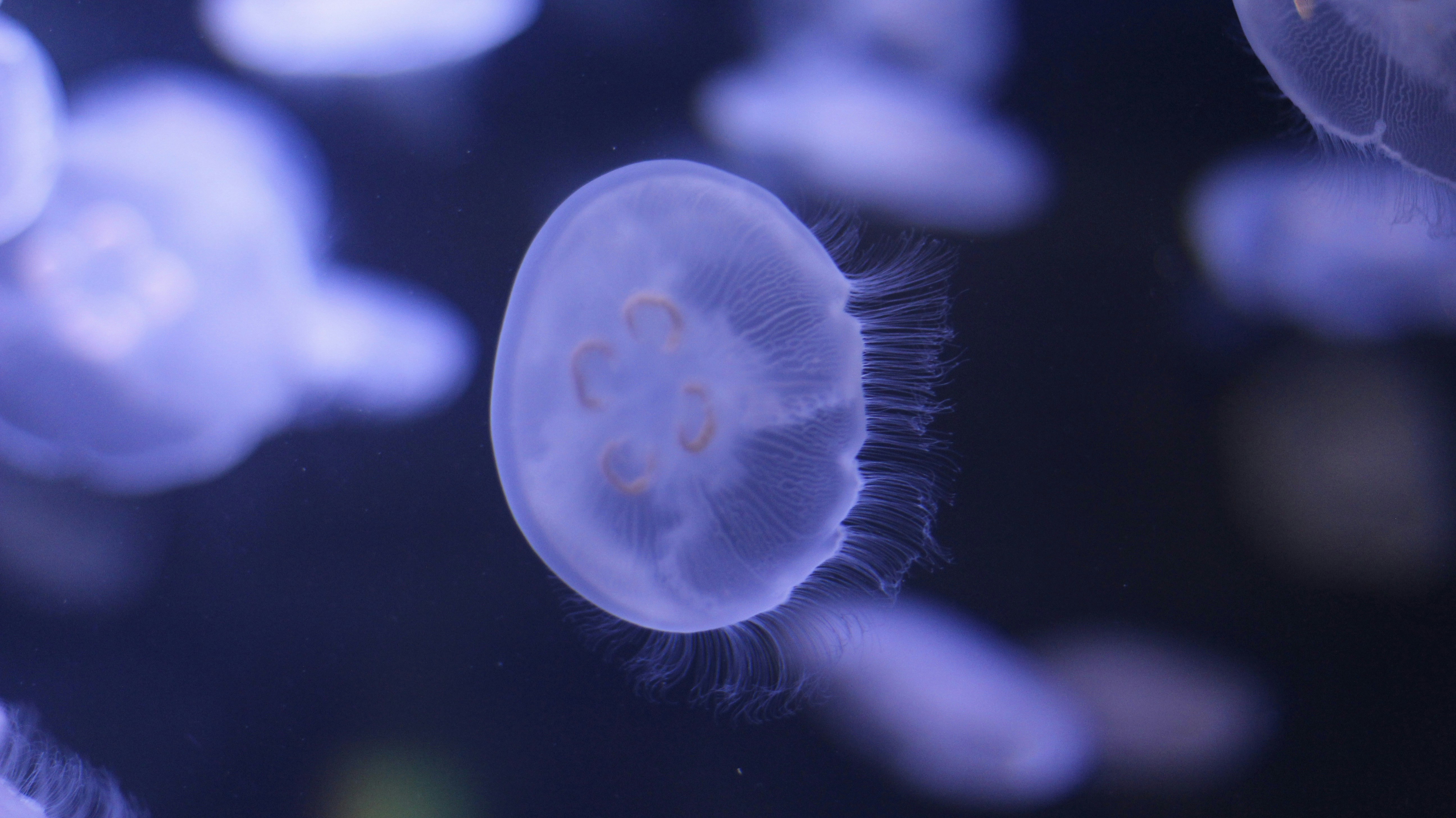 Translucent moon jellyfish gracefully drifting in a serene aquatic environment, illuminated by soft blue light.