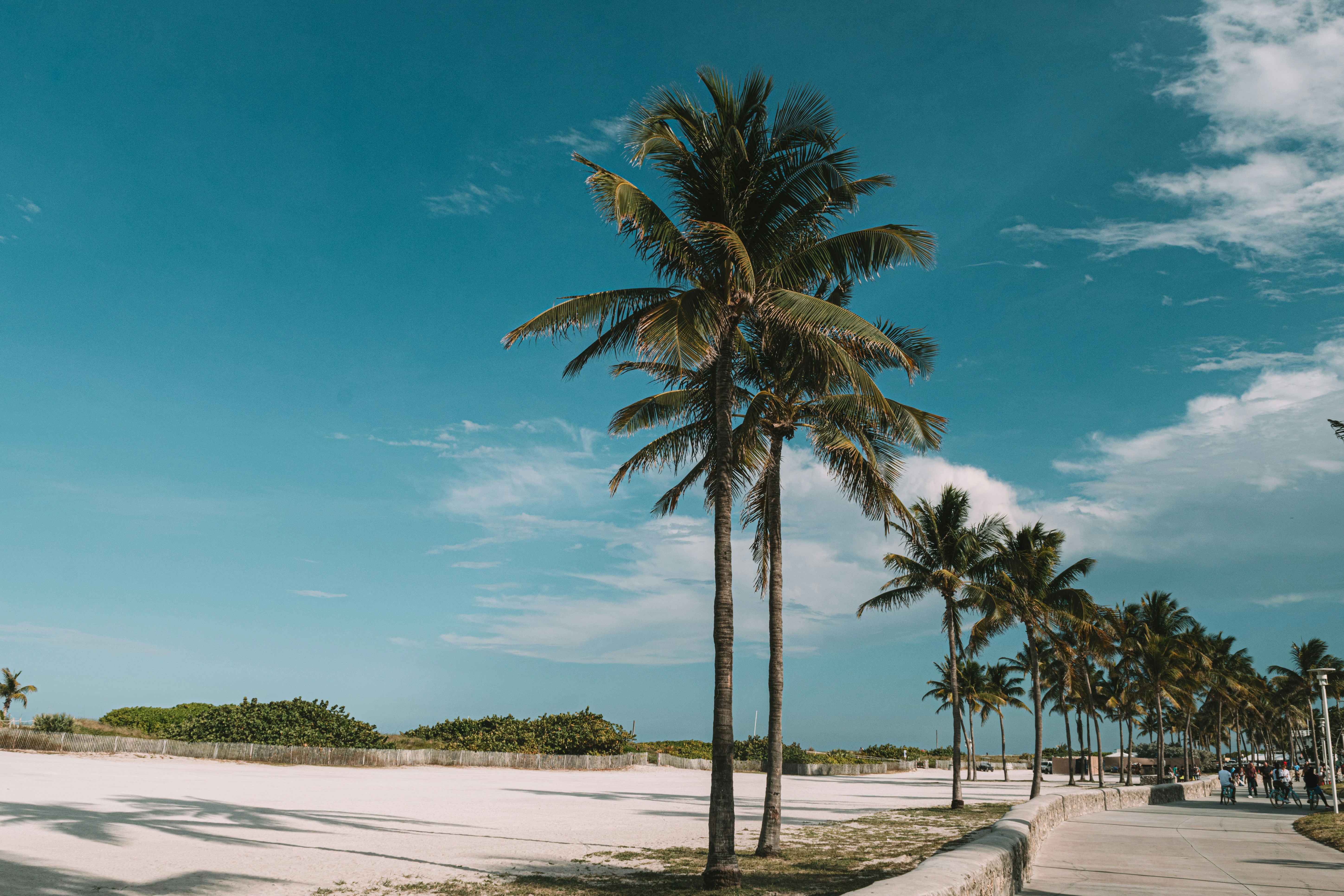 Palm trees lining a sandy beach under a clear blue sky.