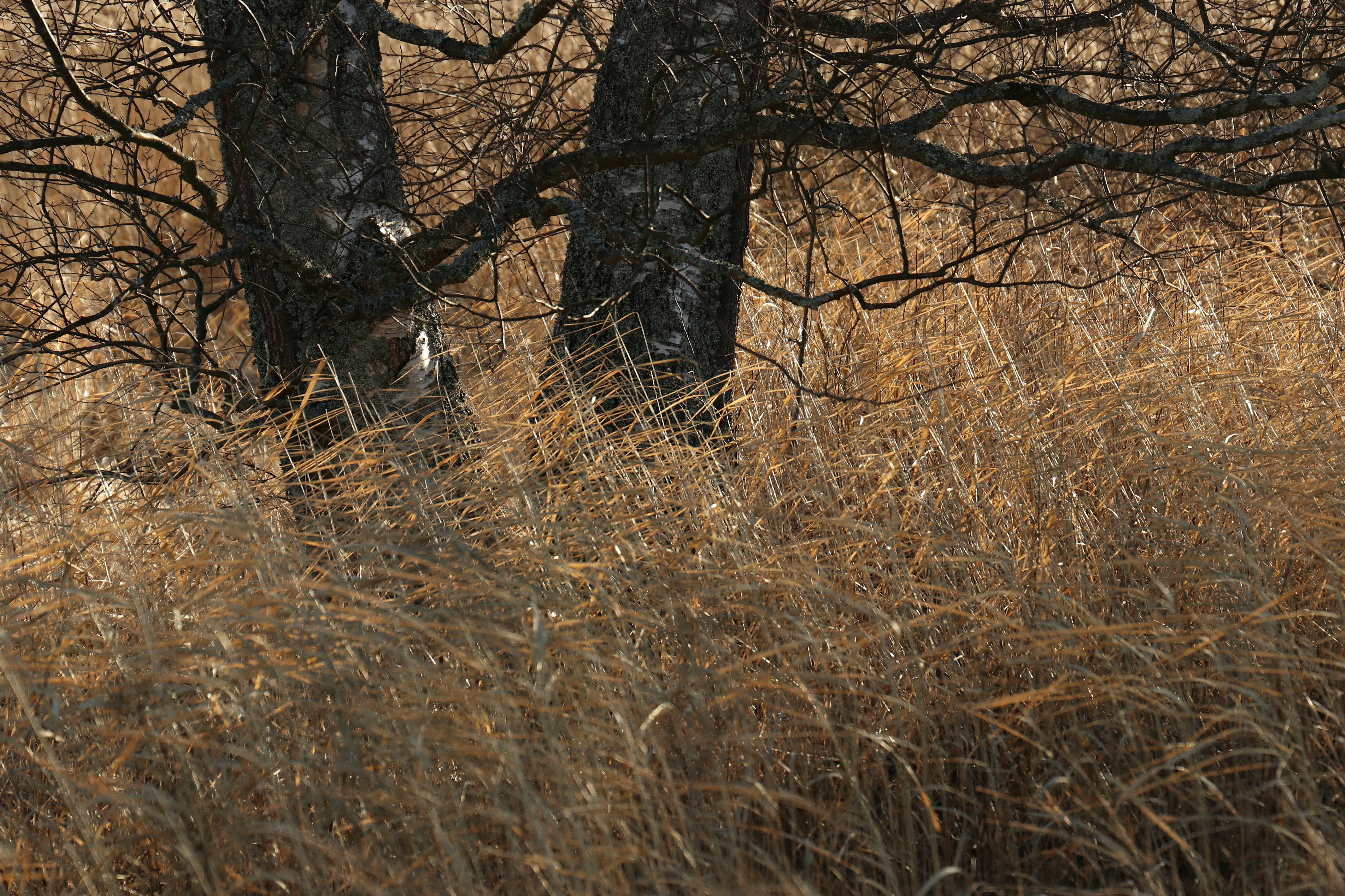 Whispers of Autumn: Nature's Subtle Elegance