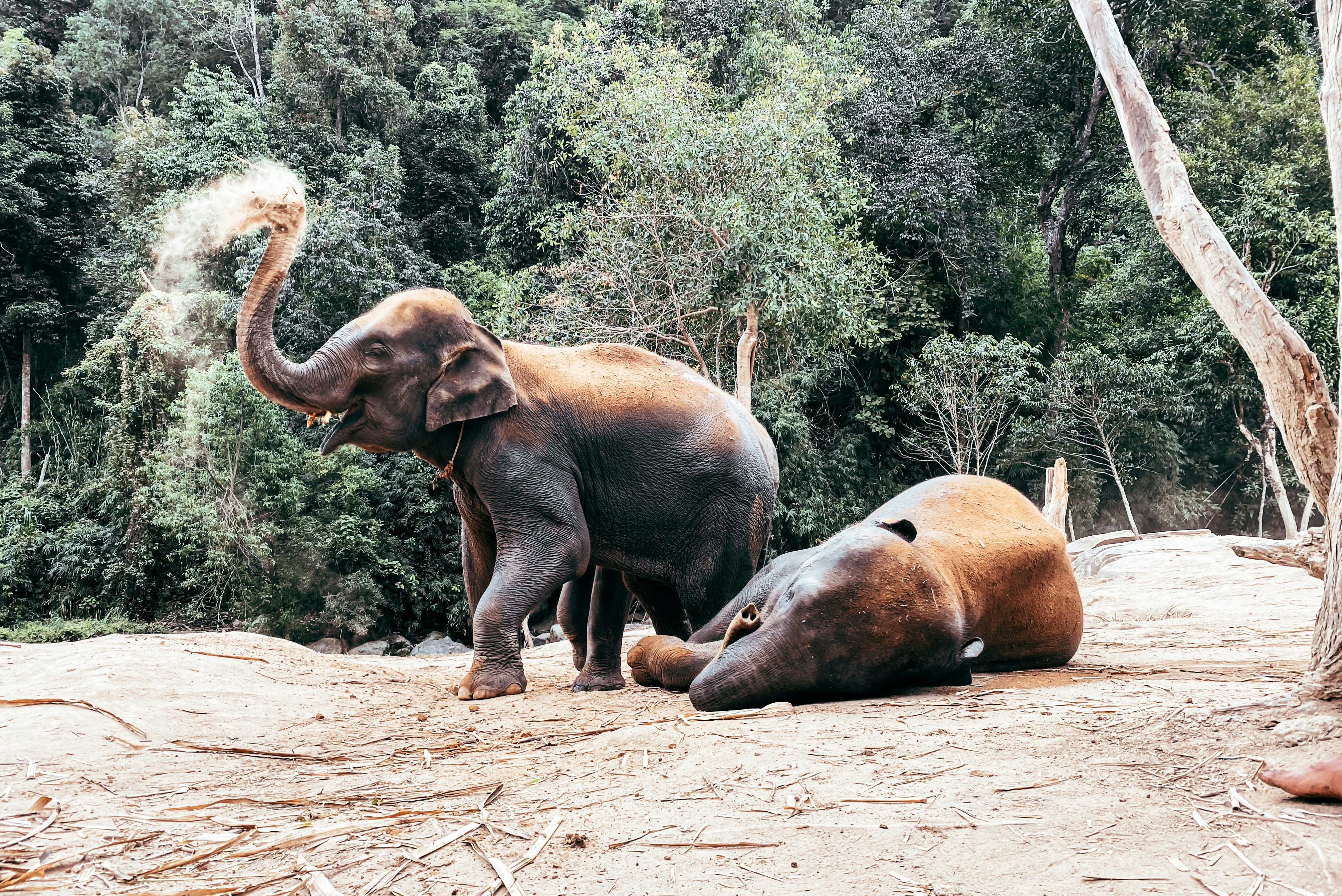 Two elephants in a serene forest setting, one playfully raising its trunk while the other relaxes on the ground.