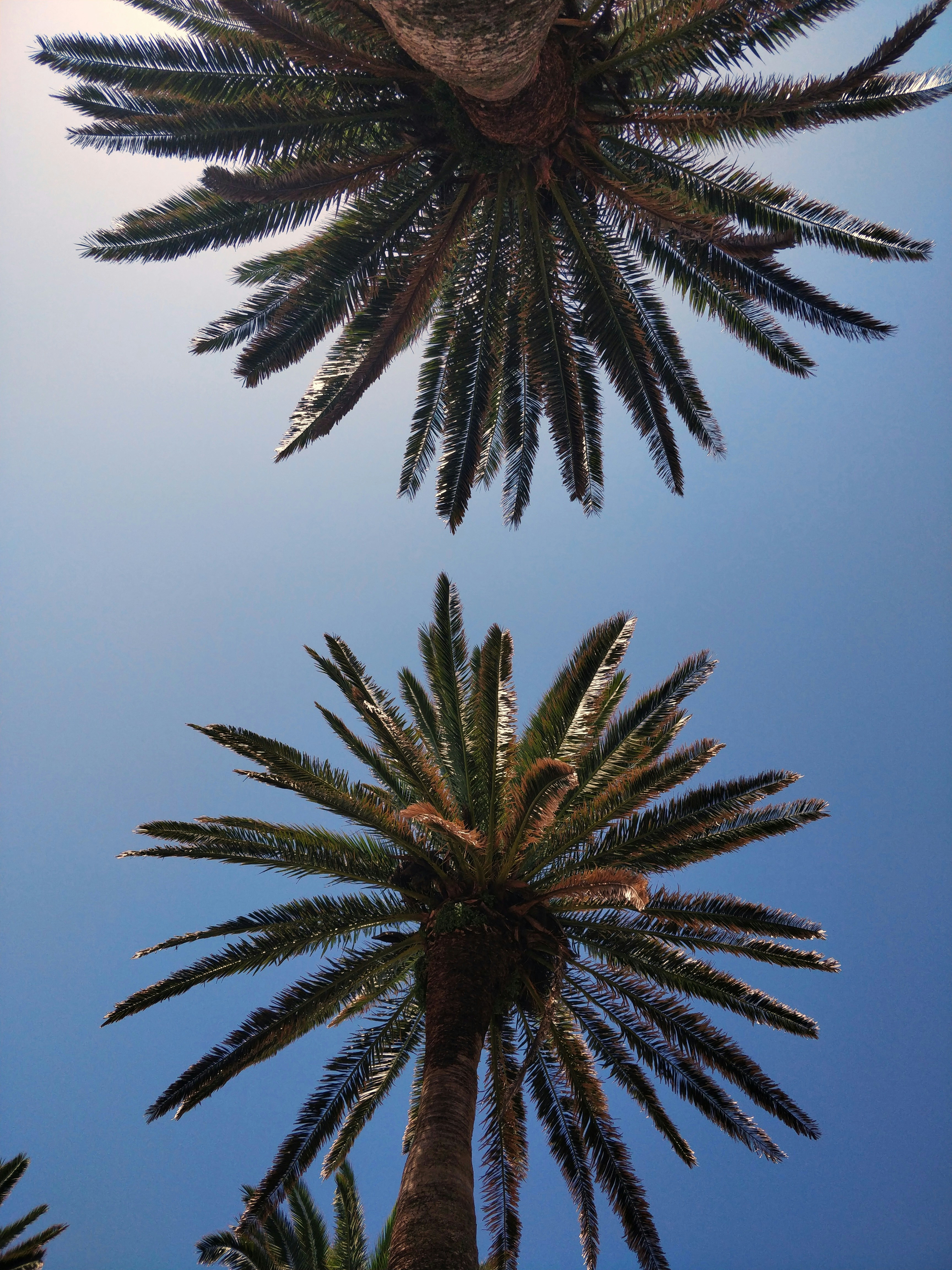 Palm trees viewed from below, showcasing their expansive fronds against a clear blue sky.