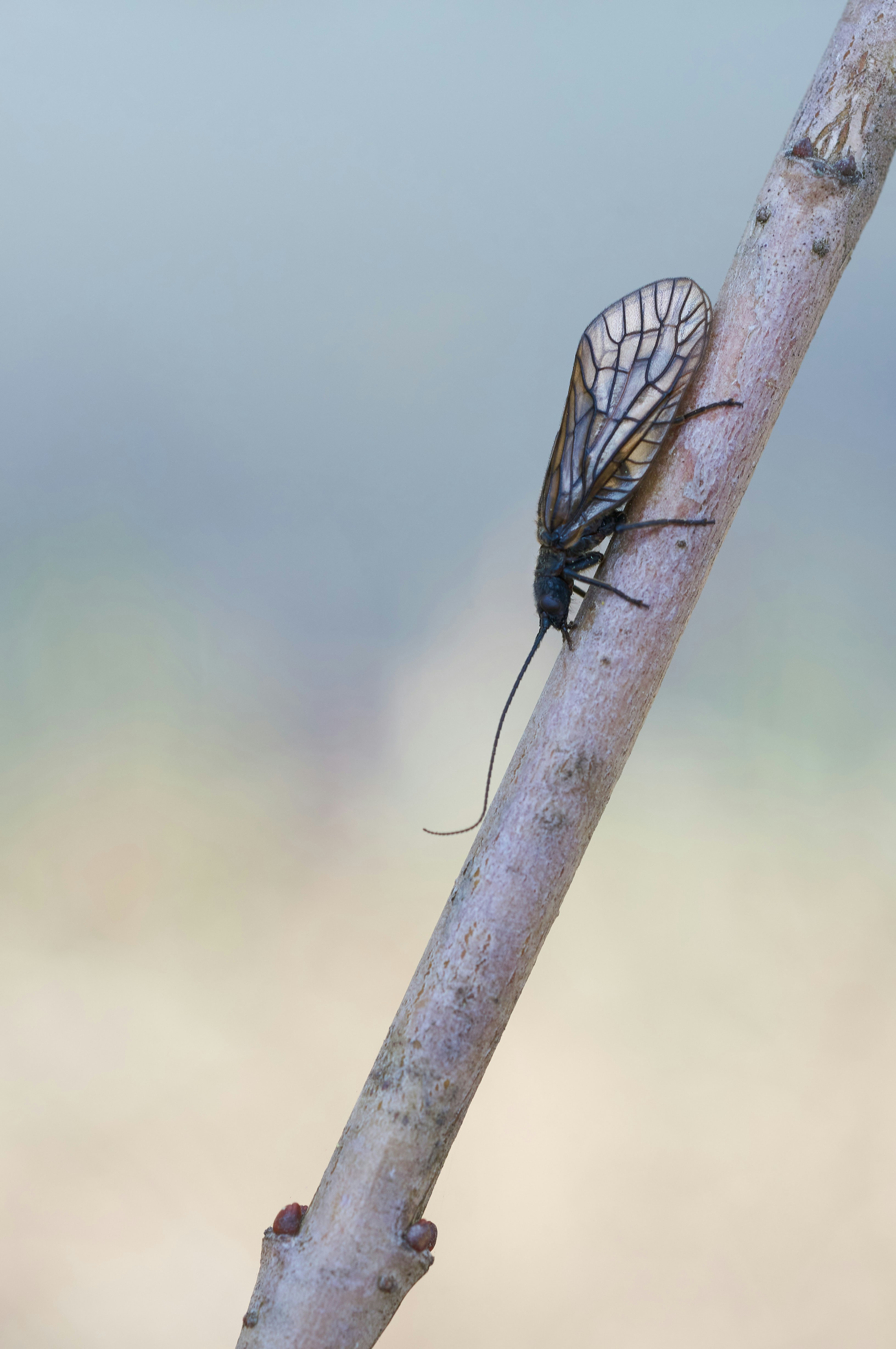 Lace-winged Mayfly on a Weathered Twig in Soft Backlight