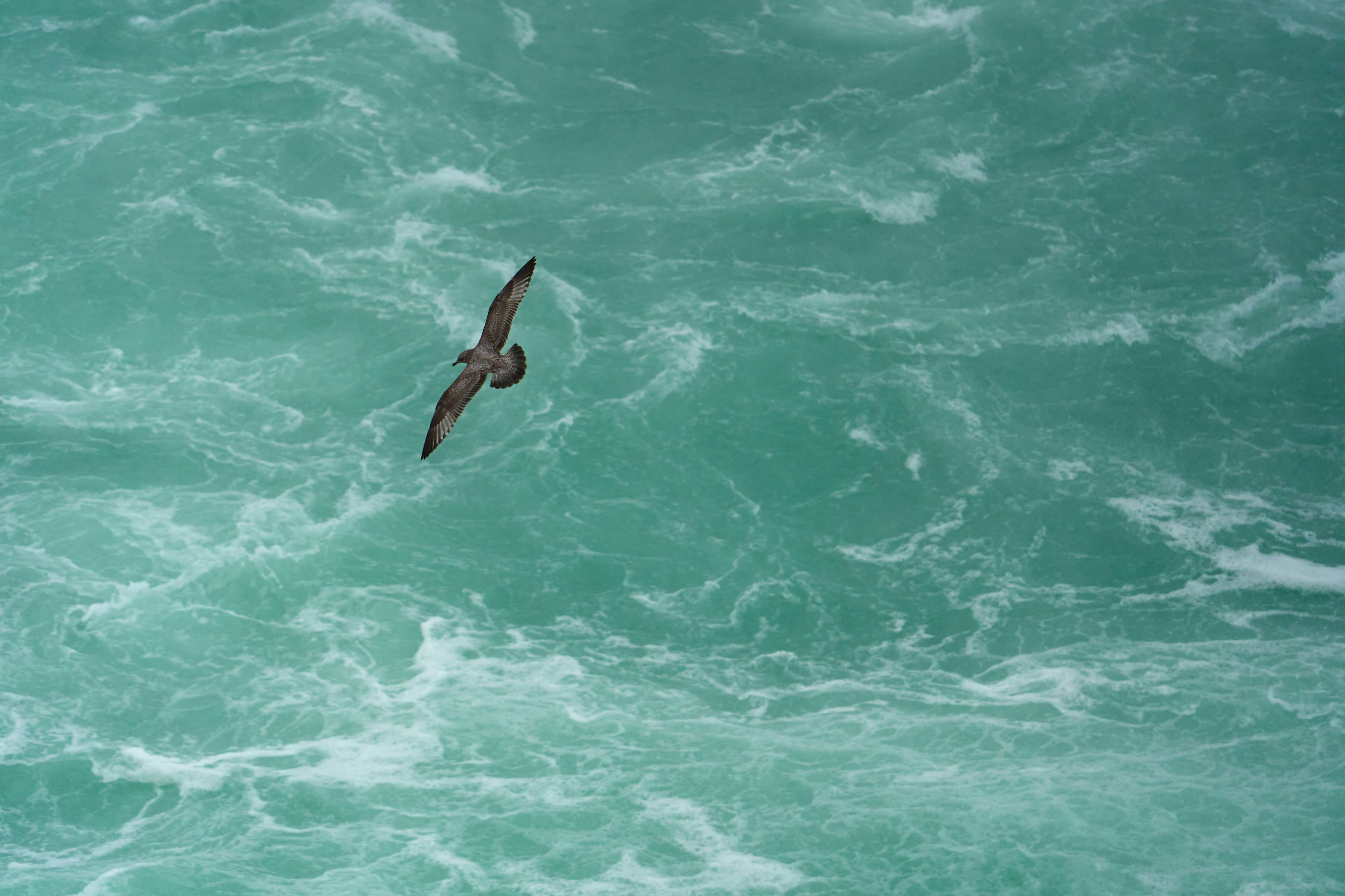 Soaring Over Aegean Turquoise: A Seabird in Freefall